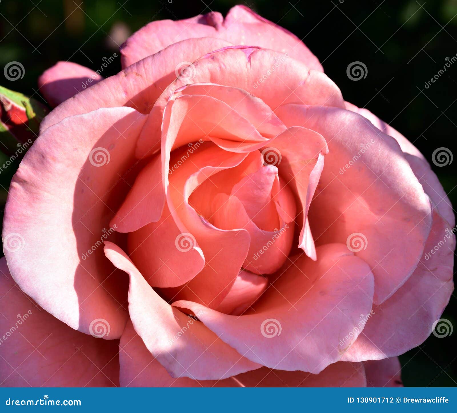 Soft warm Pink rose stock photo. Image of woody, shrubs - 130901712