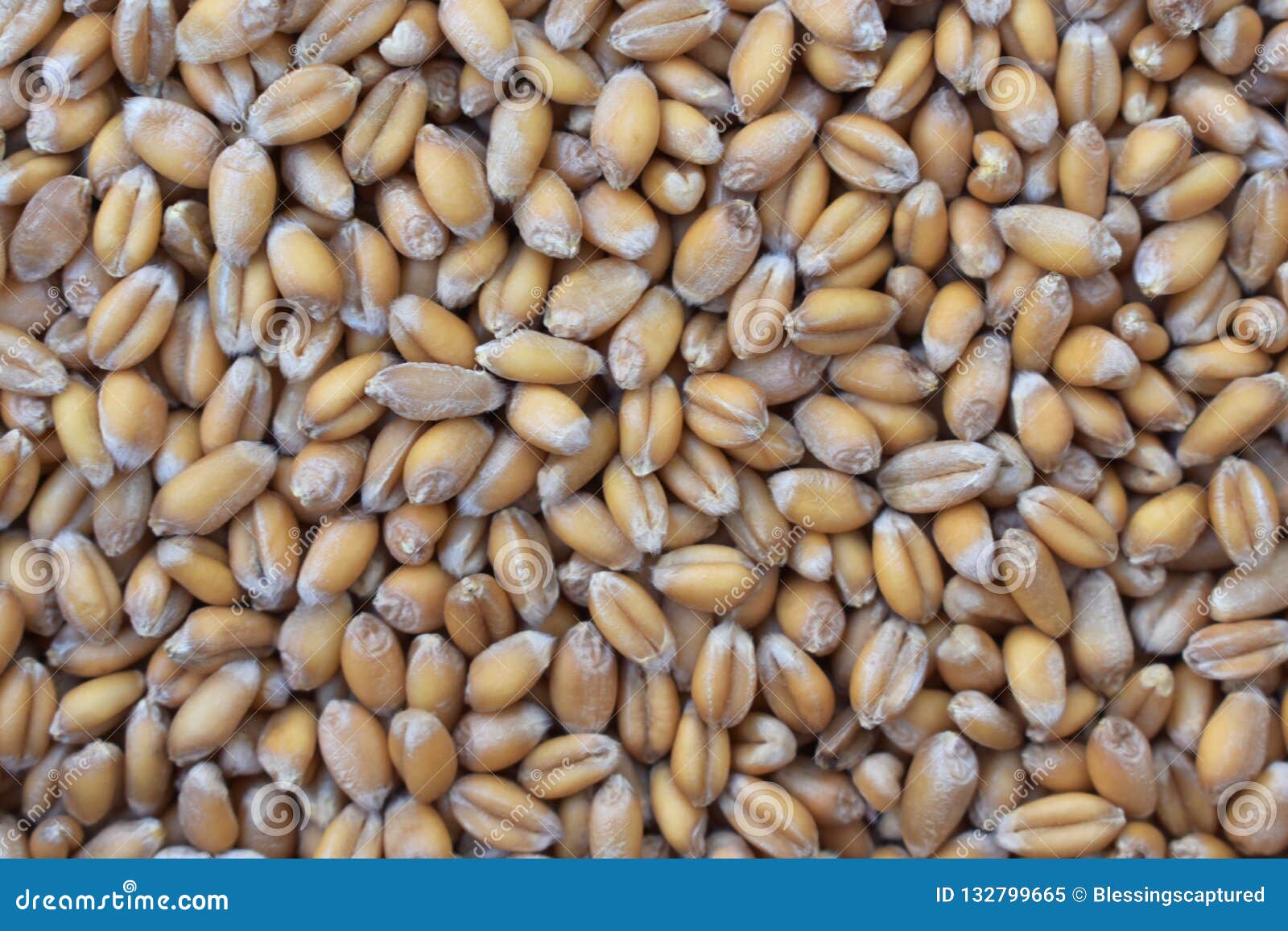 Soft wheat kernels stock image. Image of crop, close - 132799665