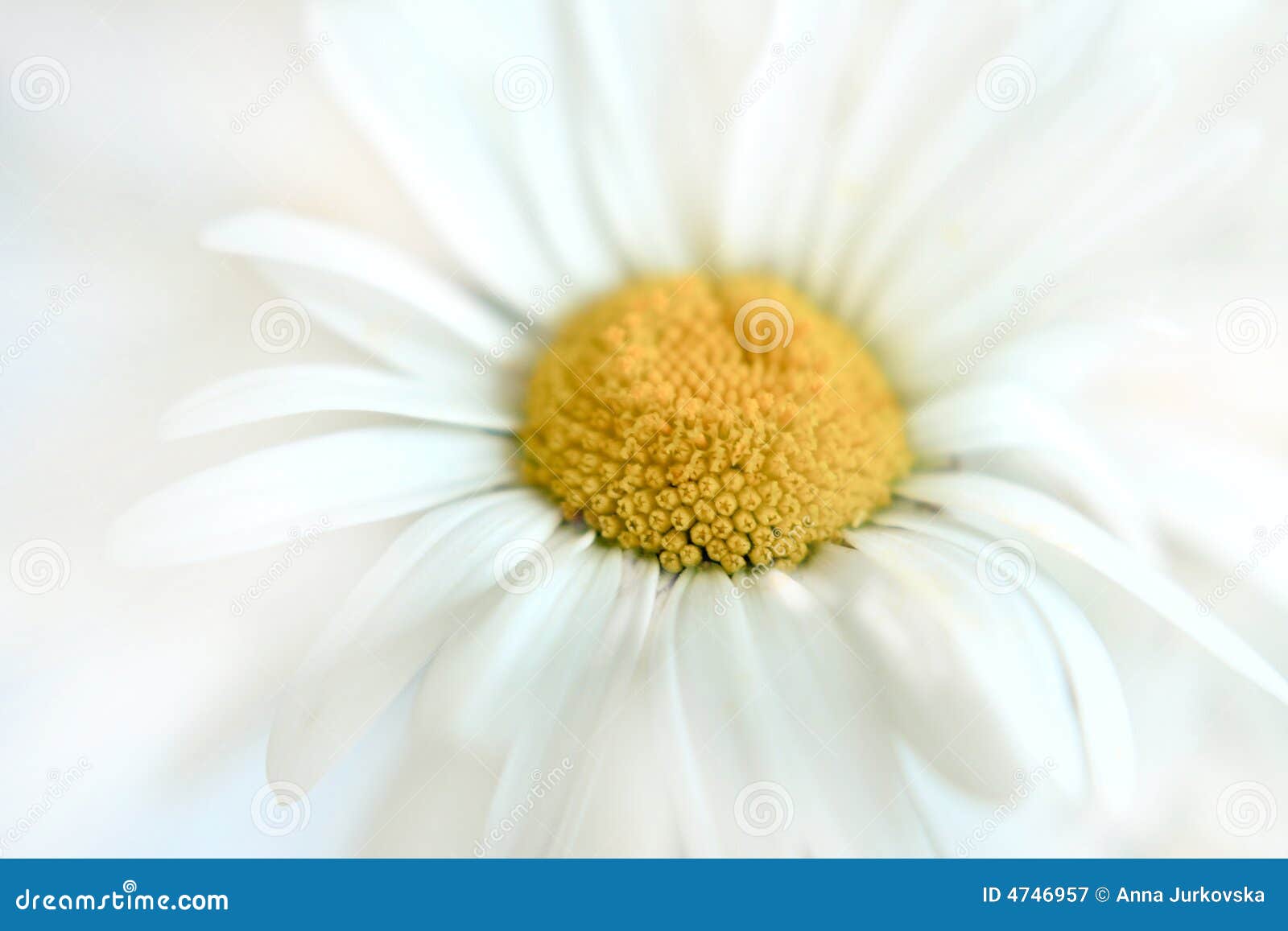 Soft white daisy stock image. Image of closeup, blossom - 4746957