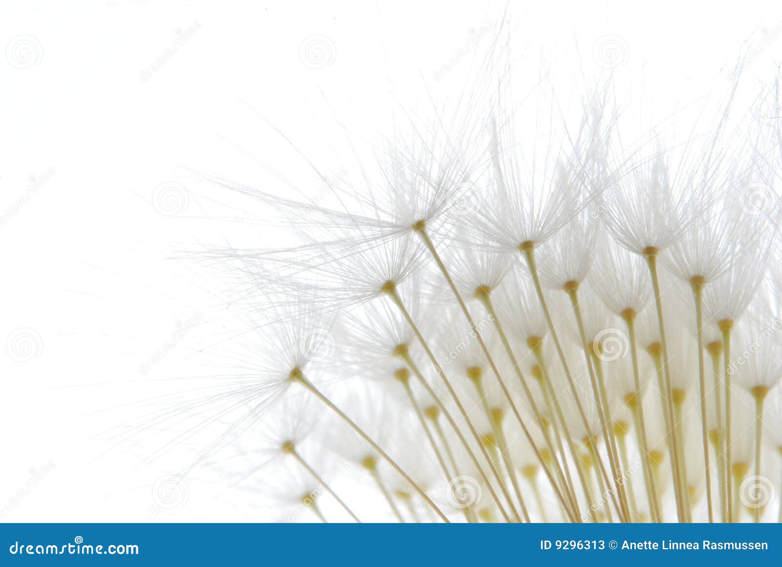 Soft white dandelion seeds stock image. Image of pattern - 9296313