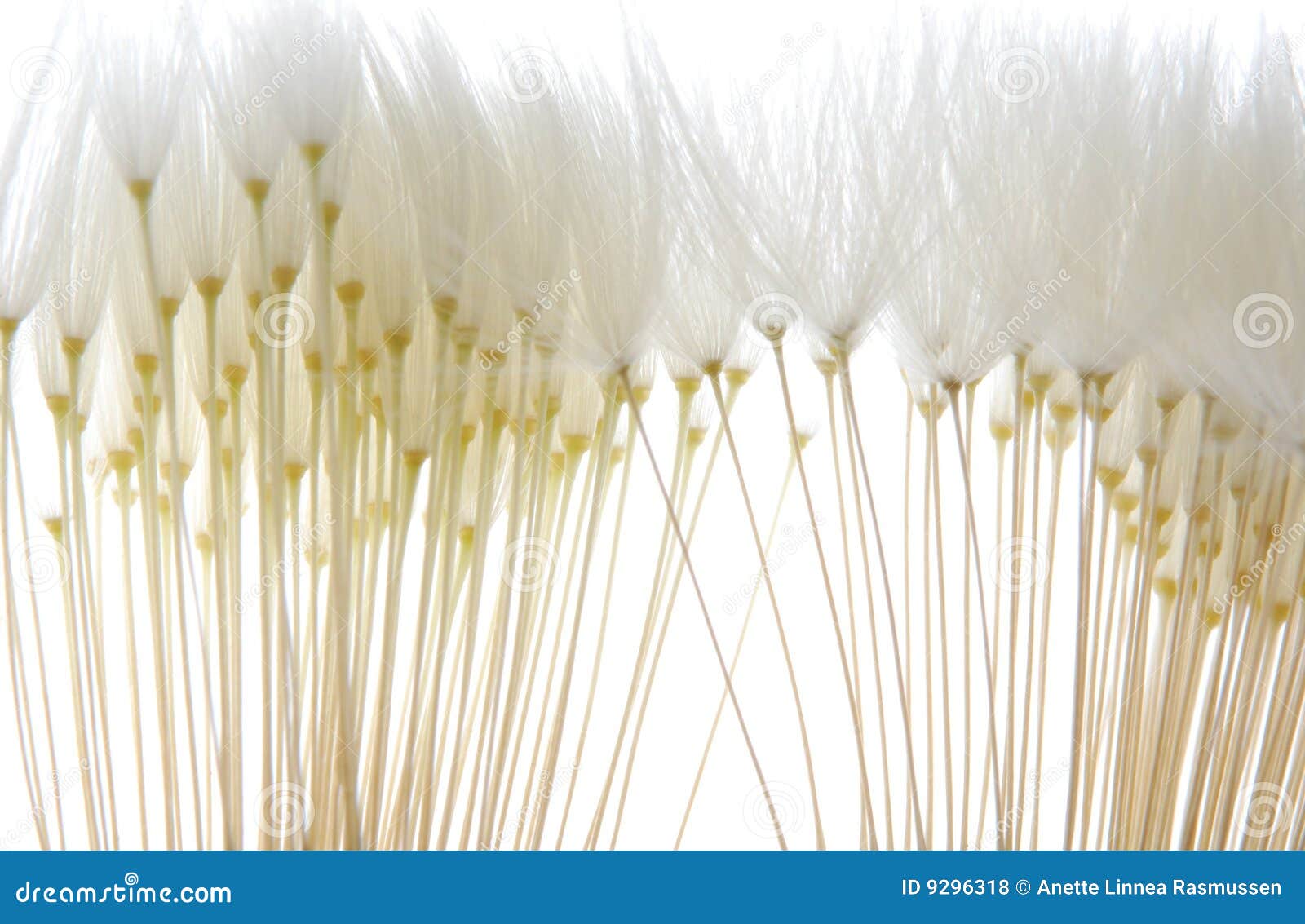 Soft white dandelion seeds stock photo. Image of background - 9296318