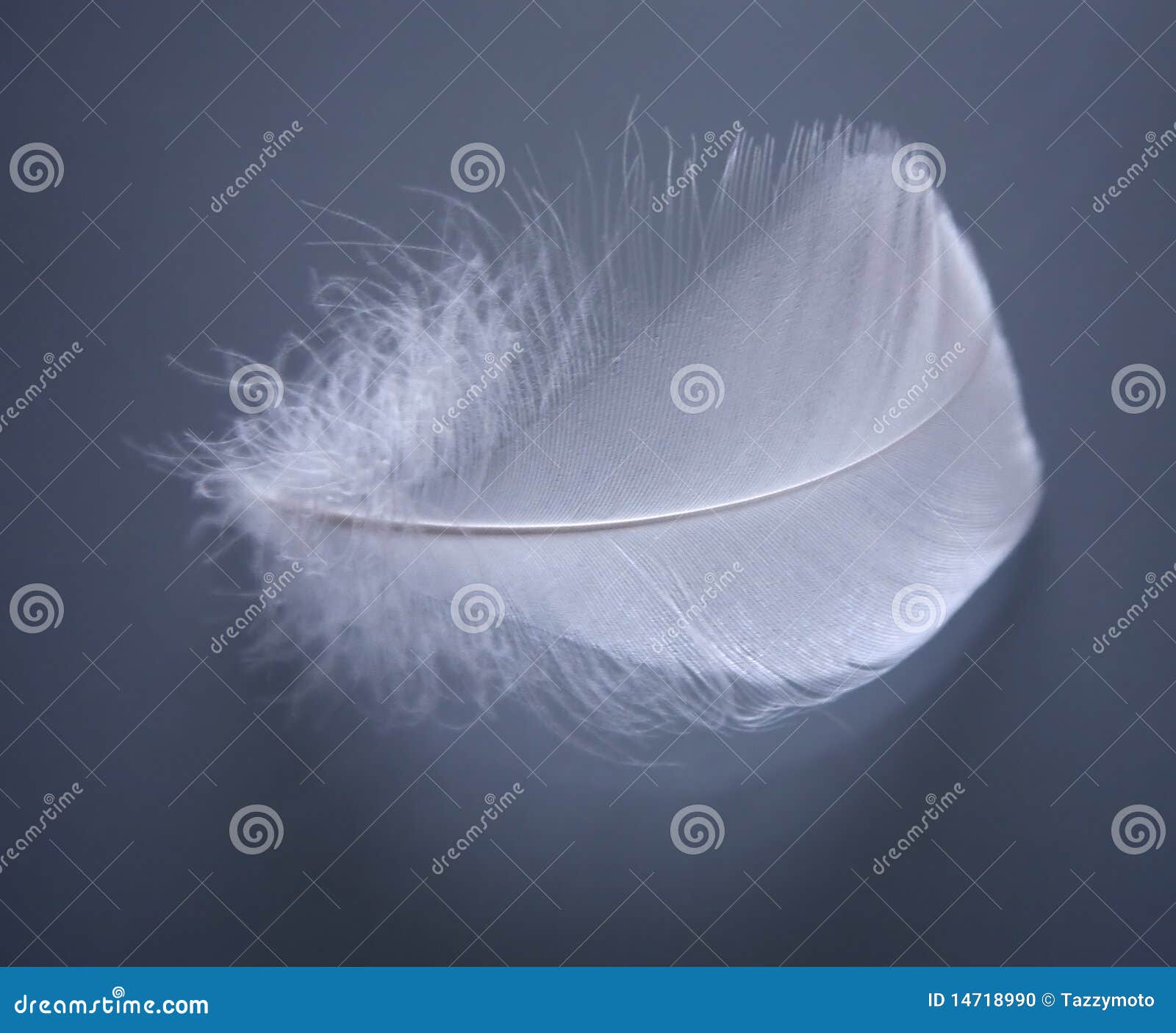 Soft white feather stock photo. Image of fluffy, white - 14718990