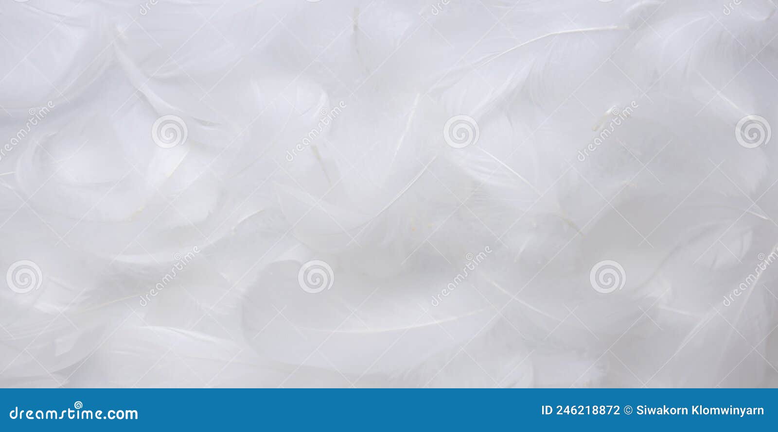 Soft White Feathers Texture Background. Swan Feathers. Royalty-Free ...