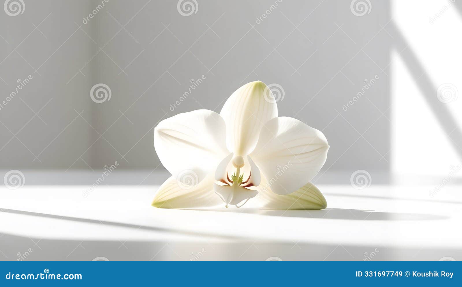 Soft White Flower Background with Empty Space Stock Image - Image of ...