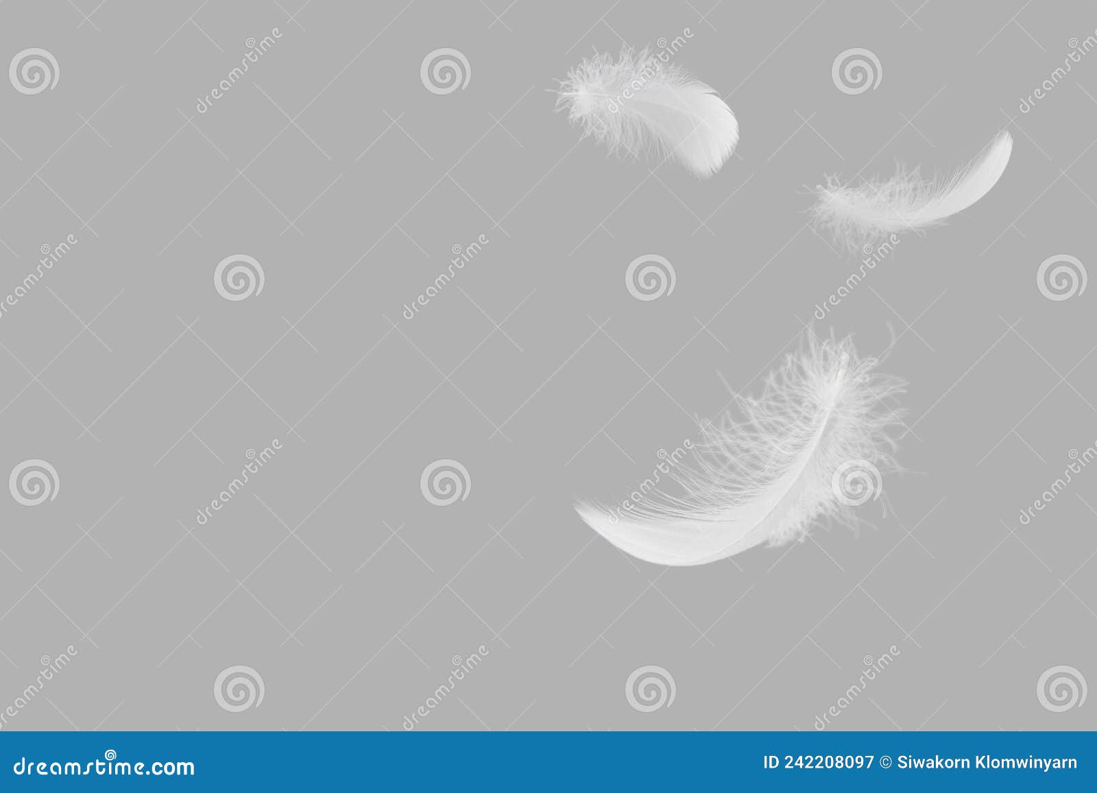Soft White Fluffly Feathers Floating in the Air. Swan Feather on Gray ...