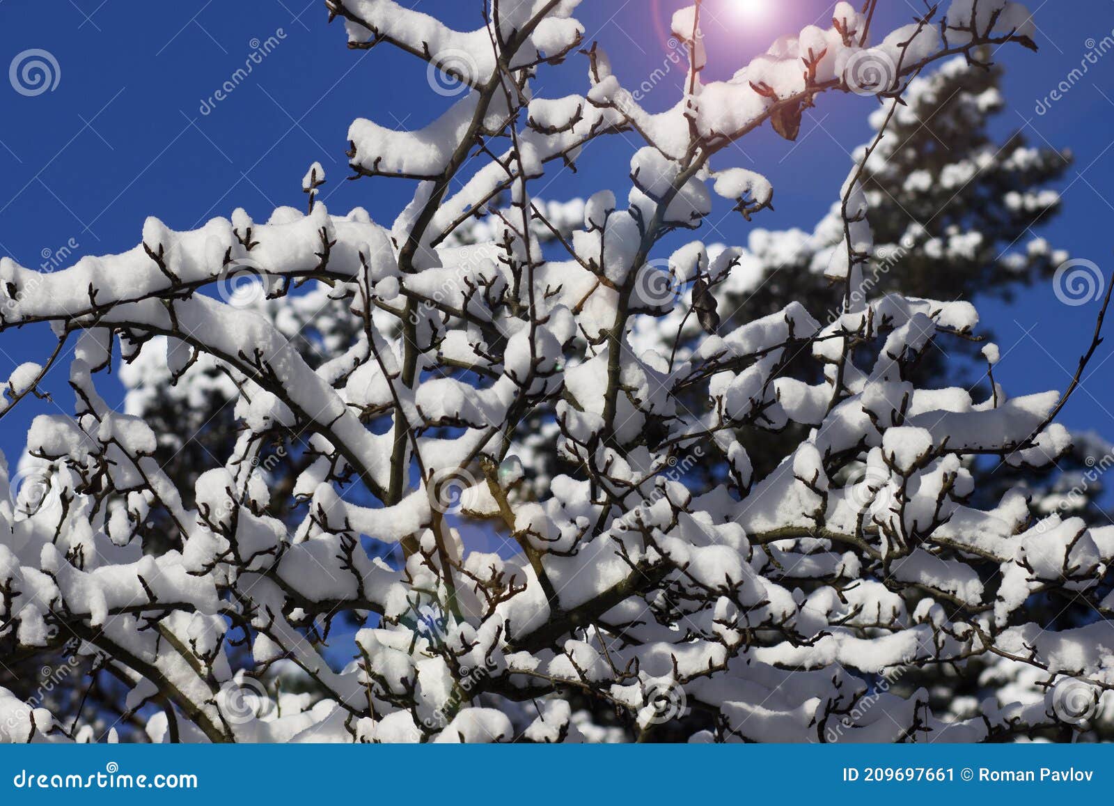 Soft White Fluffy Snow on Tree Branches Stock Image - Image of snow ...