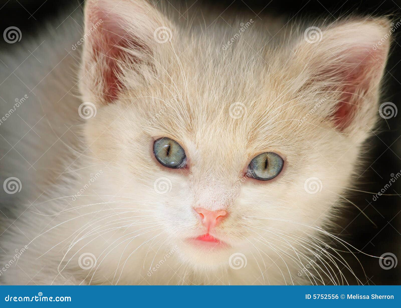 Soft white kitten stock photo. Image of cute, feline, kitten - 5752556