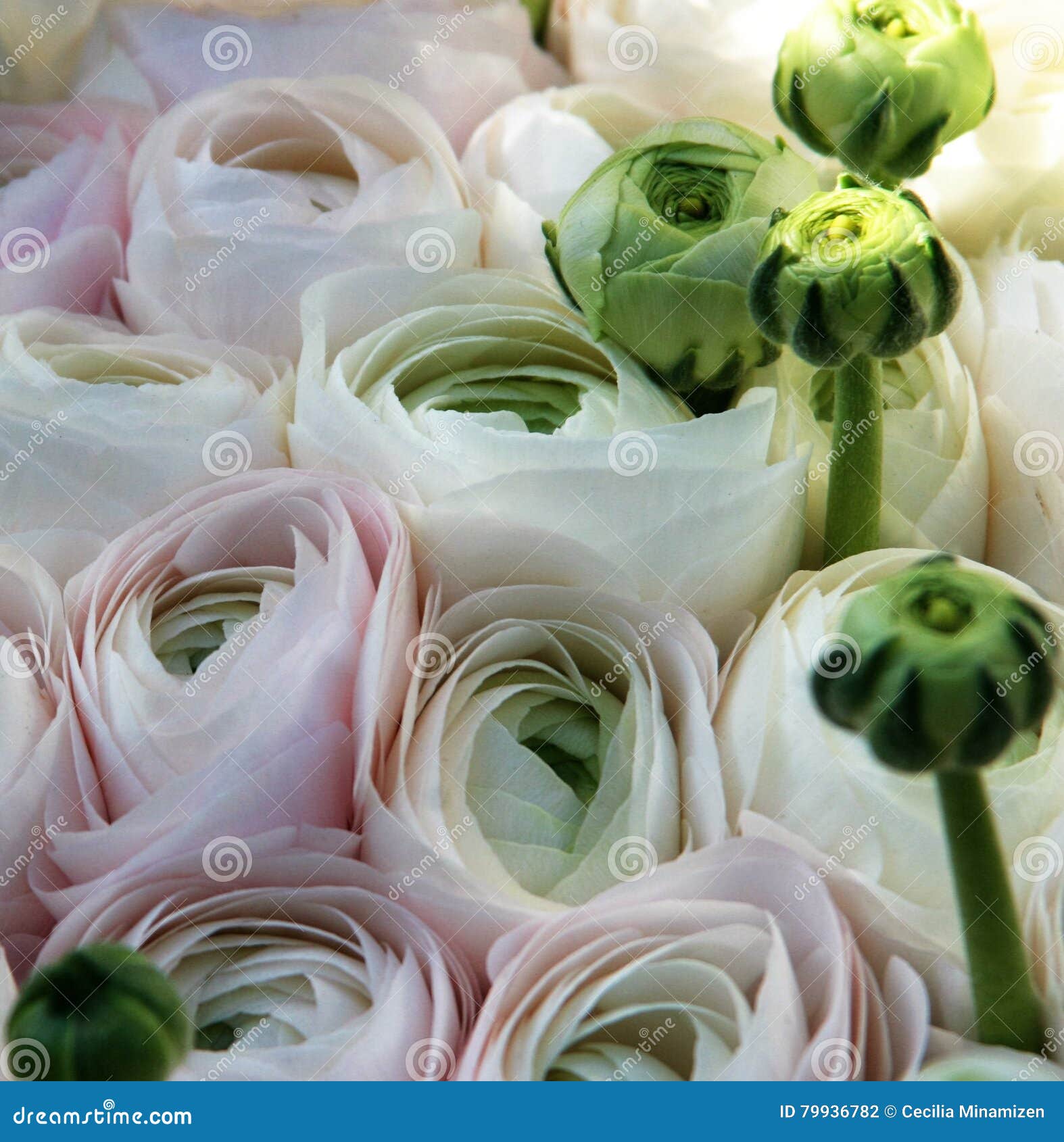 Soft White and Pink Ranunculus Stock Photo - Image of structure ...