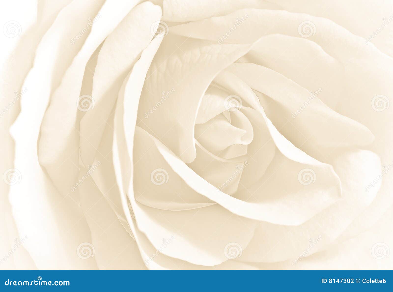 Soft White Rose in Close View Stock Photo - Image of woman, soft: 8147302