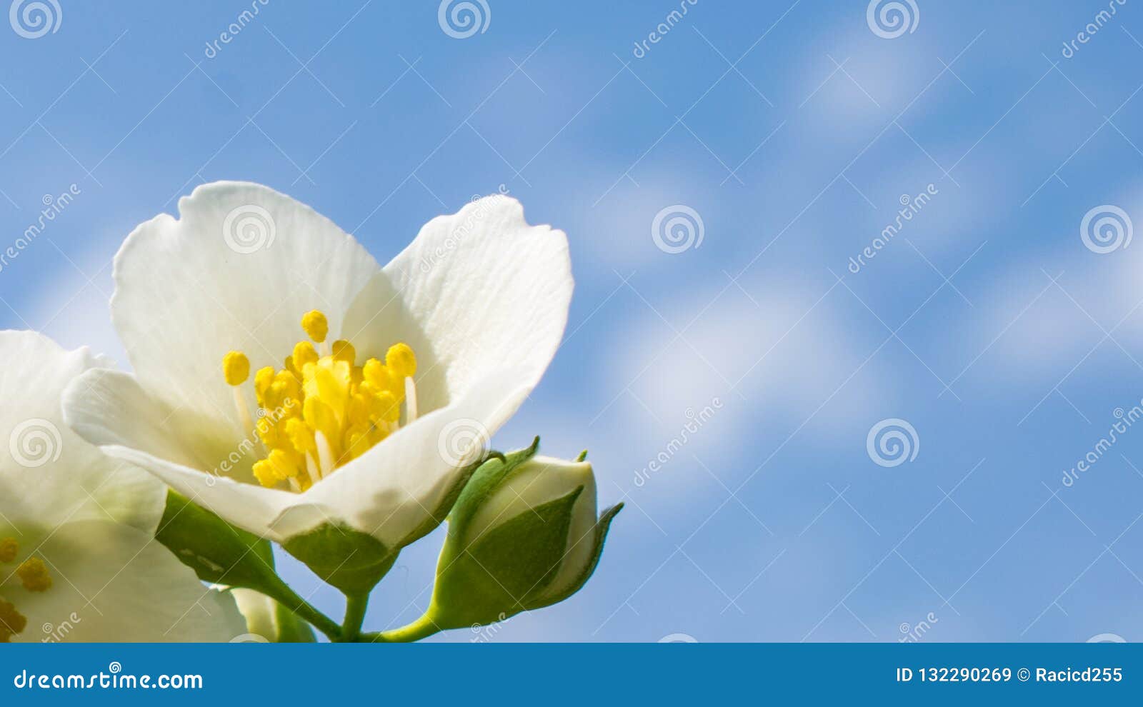 Soft White Spring Flower Close Up Stock Image - Image of dogwood, plant ...