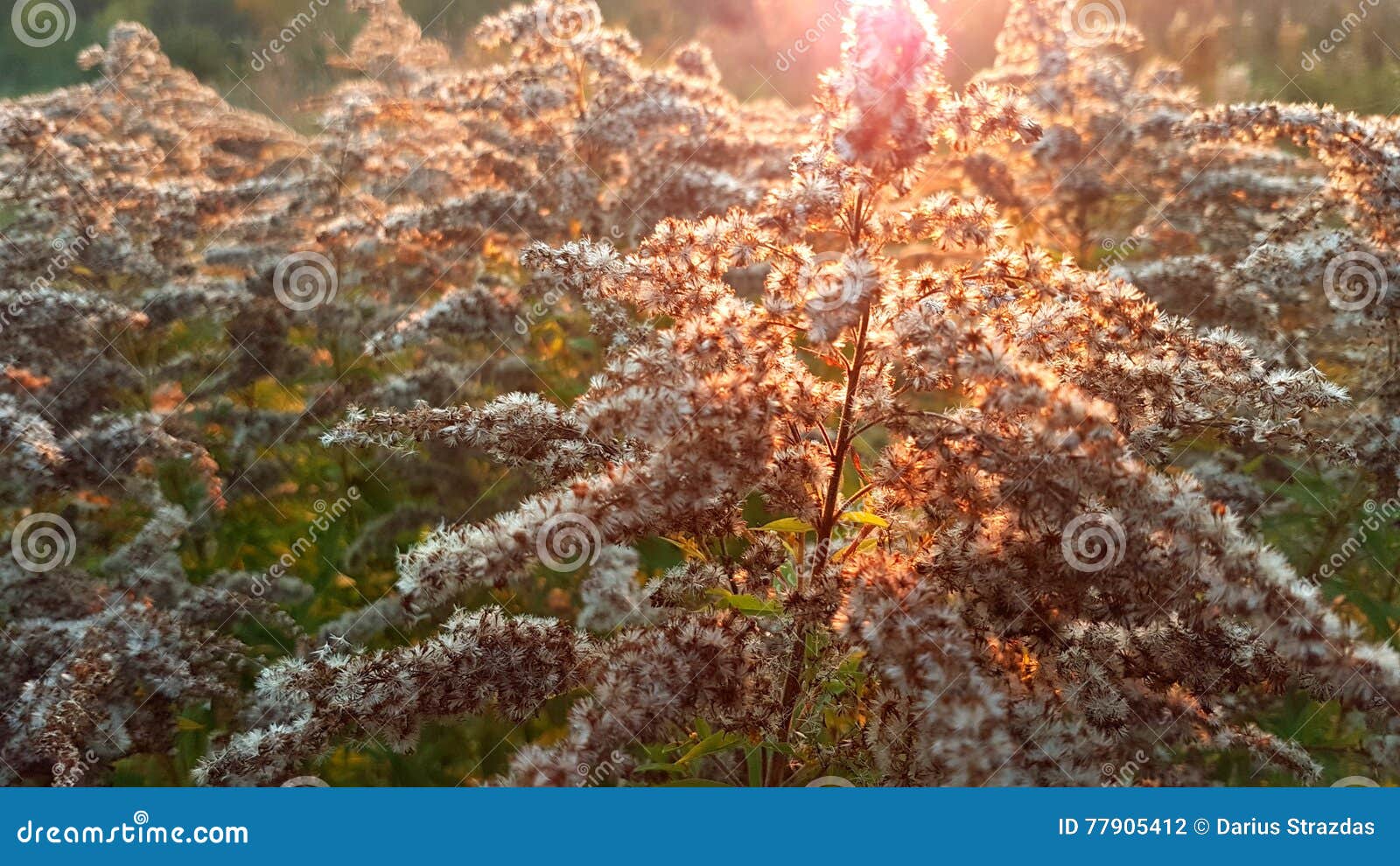 Soft wild plants blooming stock photo. Image of solidago - 77905412