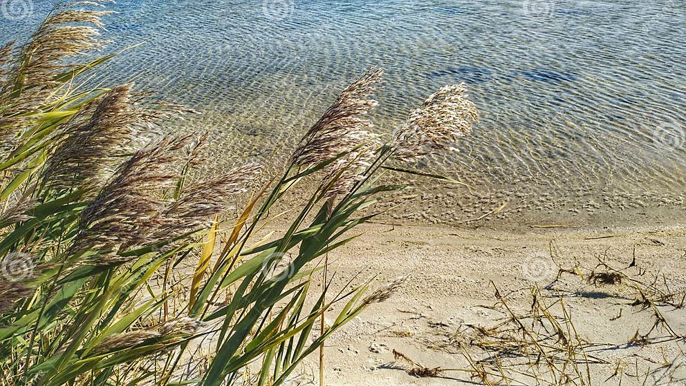 Soft wind on the river stock photo. Image of soft, agriculture - 231092766