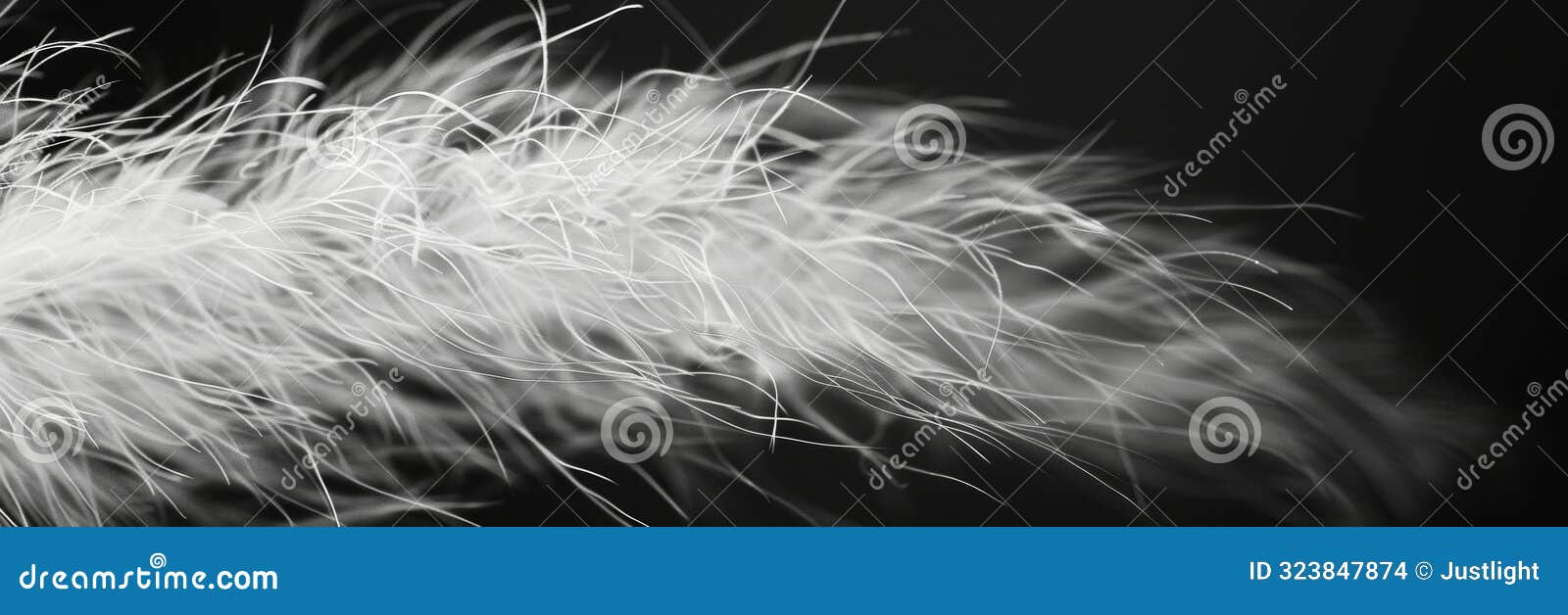 The Soft Wispy Texture of a Monochromatic Feather is Highlighted in ...