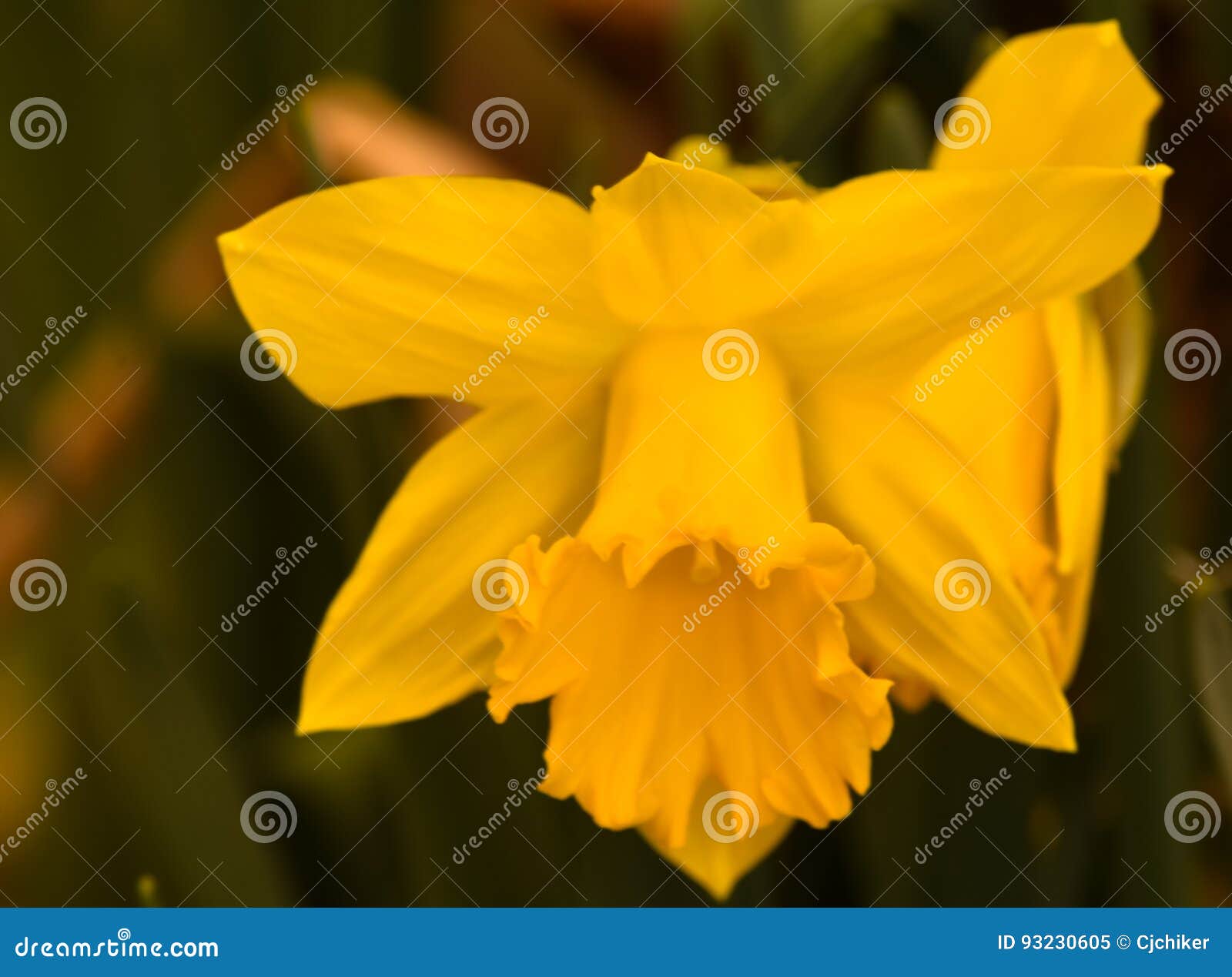 Soft Yellow Daffodil stock image. Image of yarn, tropical - 93230605