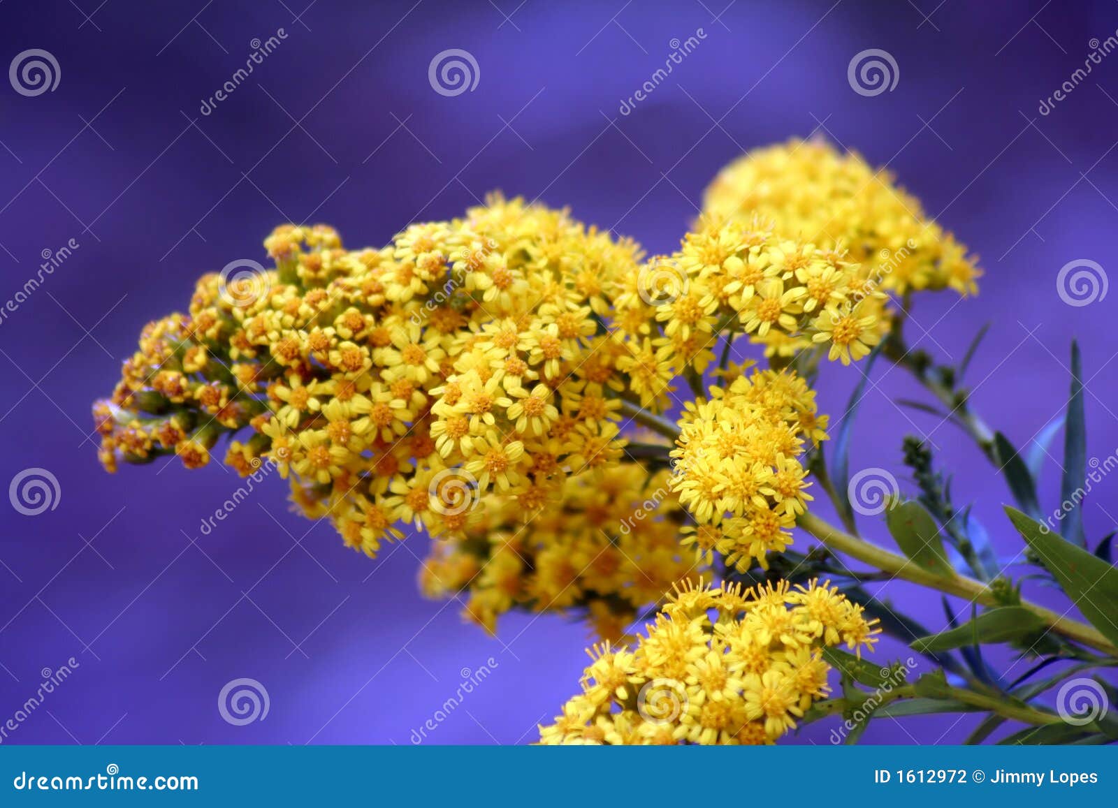 Soft Yellow Flowers stock photo. Image of nature, quiet - 1612972