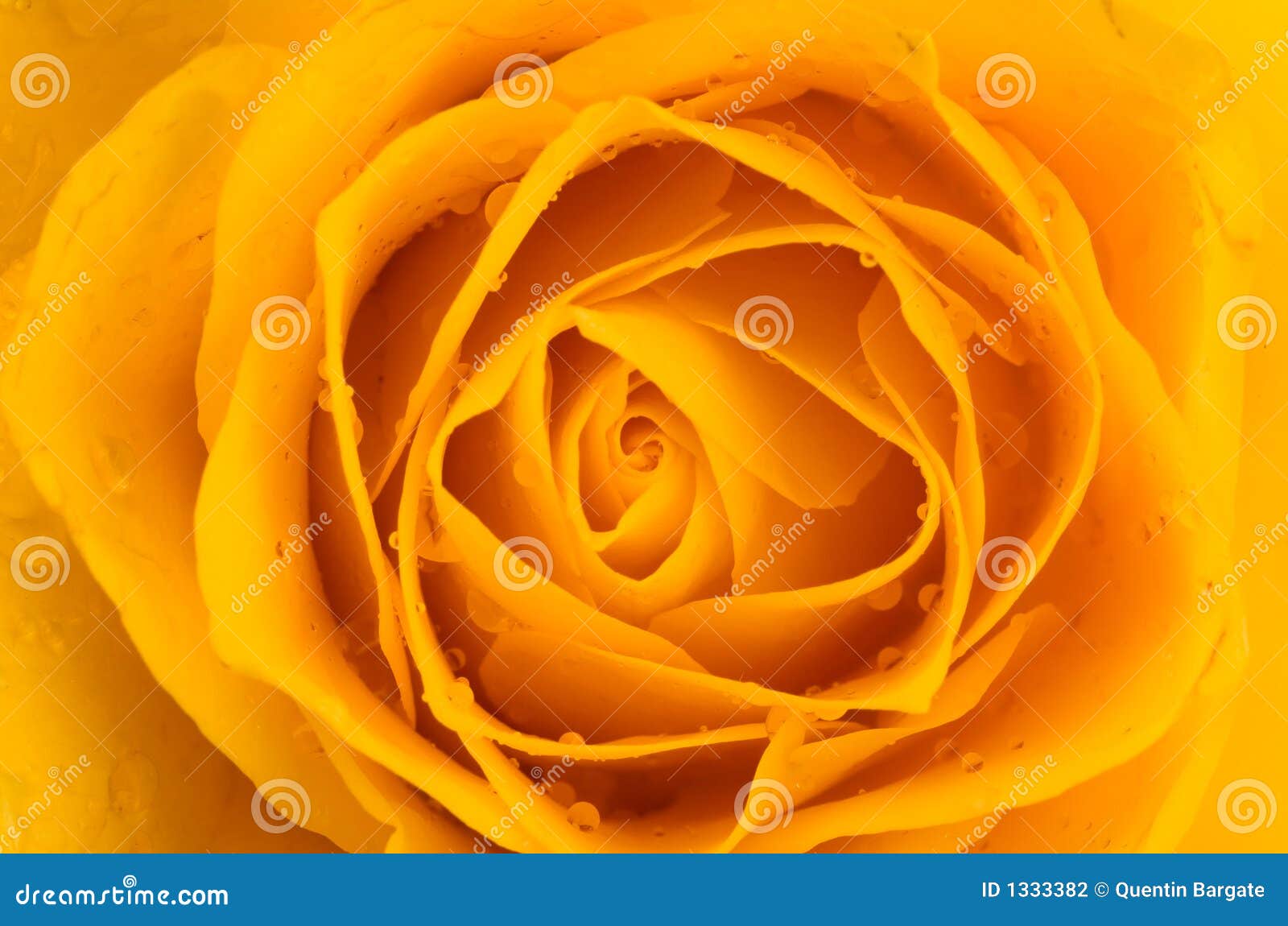Soft Yellow Rose stock photo. Image of bright, folded - 1333382