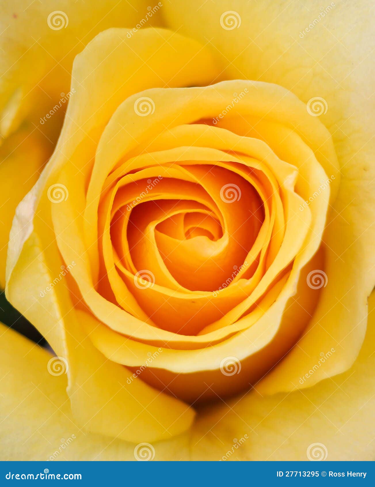 Soft Yellow Rose stock image. Image of unravel, yellow - 27713295