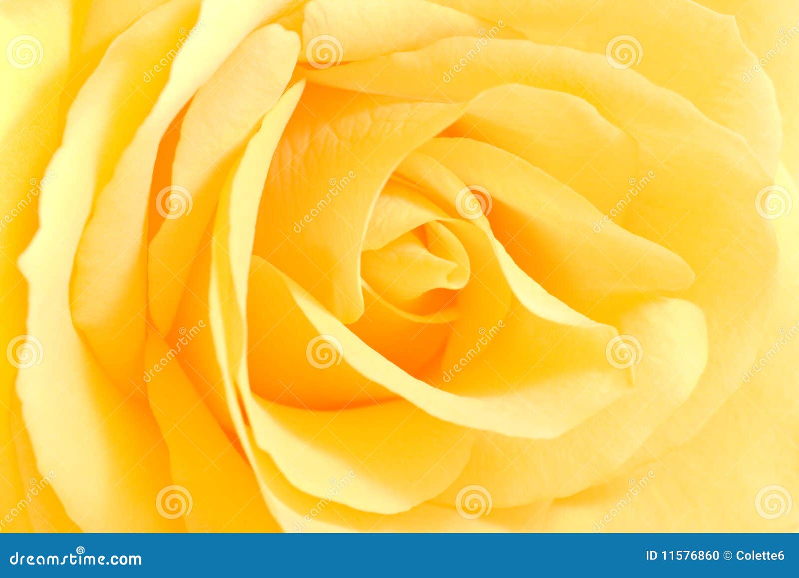 Soft Yellow Rose in Close View Stock Photo - Image of color, horizontal ...