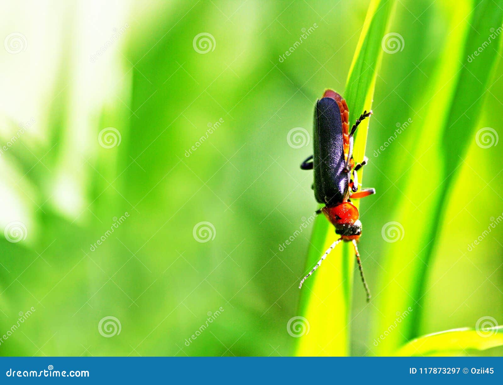 Softly stock image. Image of green, environment, spring - 117873297