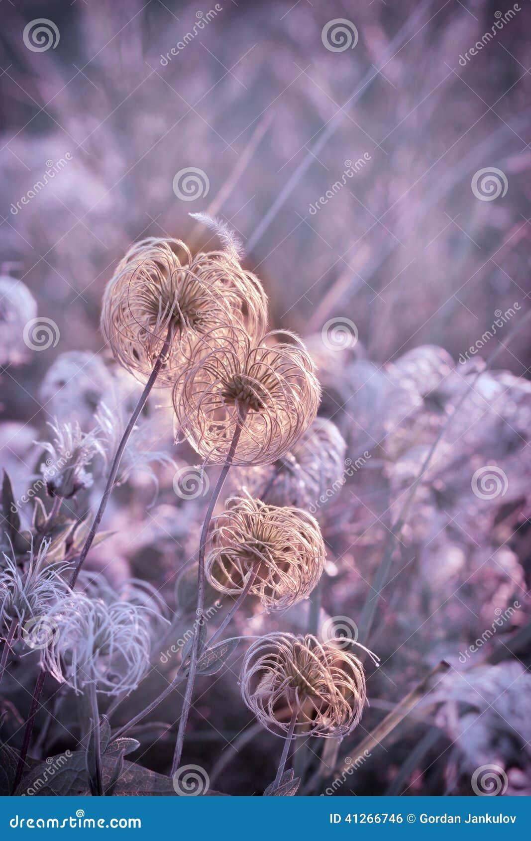 Softness Flower - Fluffy Flower Stock Photo - Image of bloom ...