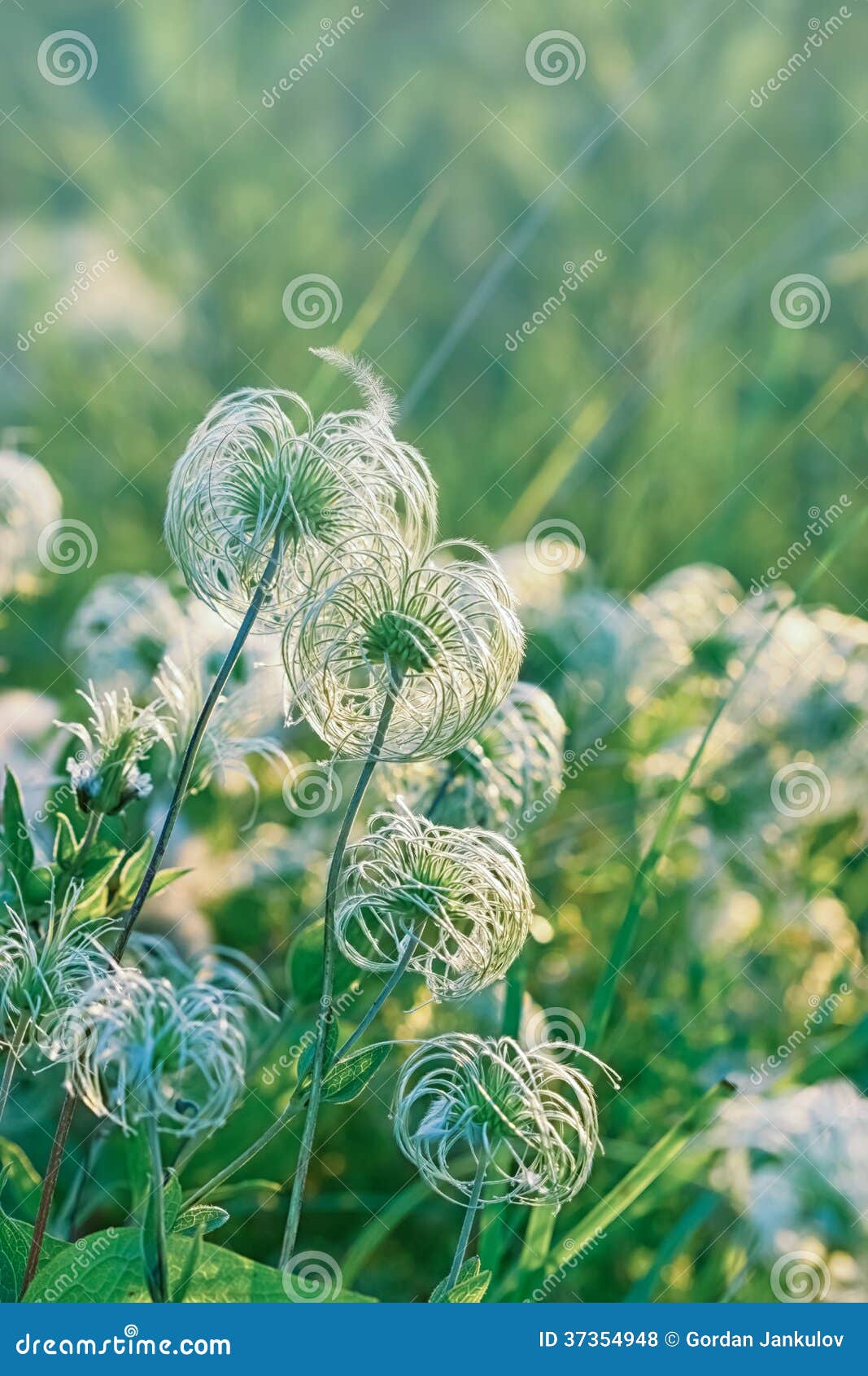 Softness Flowers - Fluffy Flowers Stock Photo - Image of flower ...