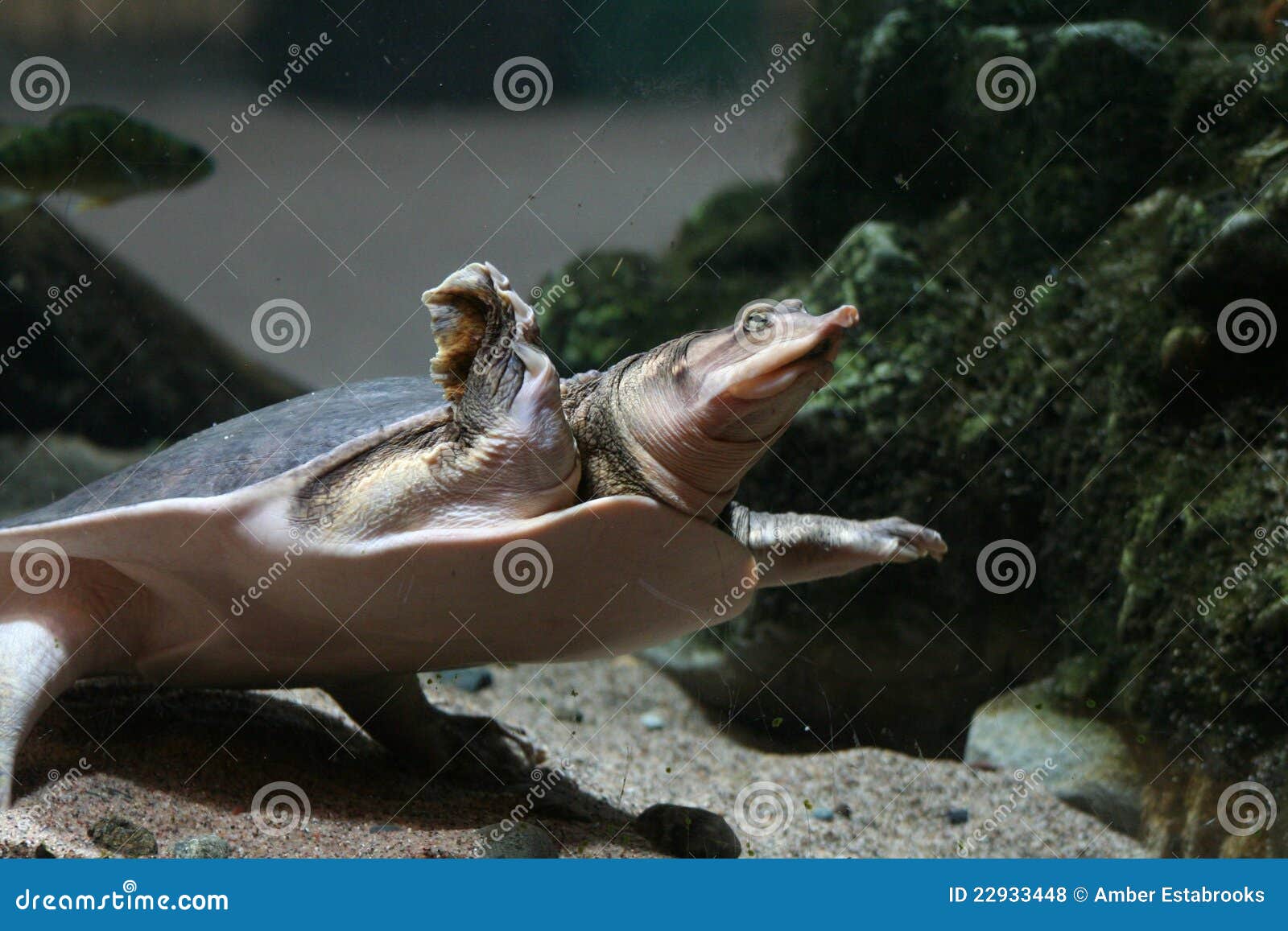 Softshell Turtle stock photo. Image of state, turtle - 22933448