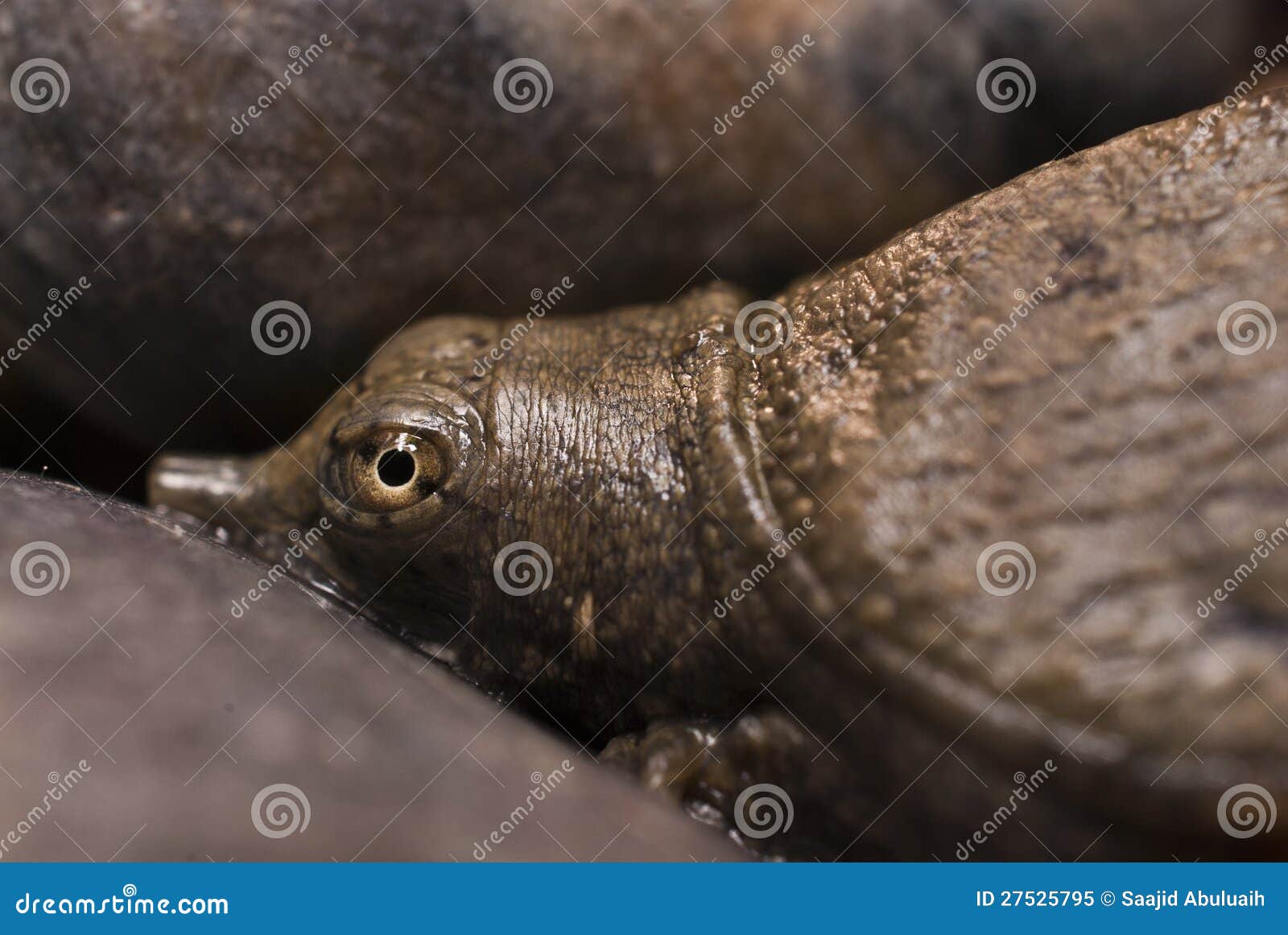 Window To the Turtle S Soul: a Softshell Gaze Stock Image - Image of ...