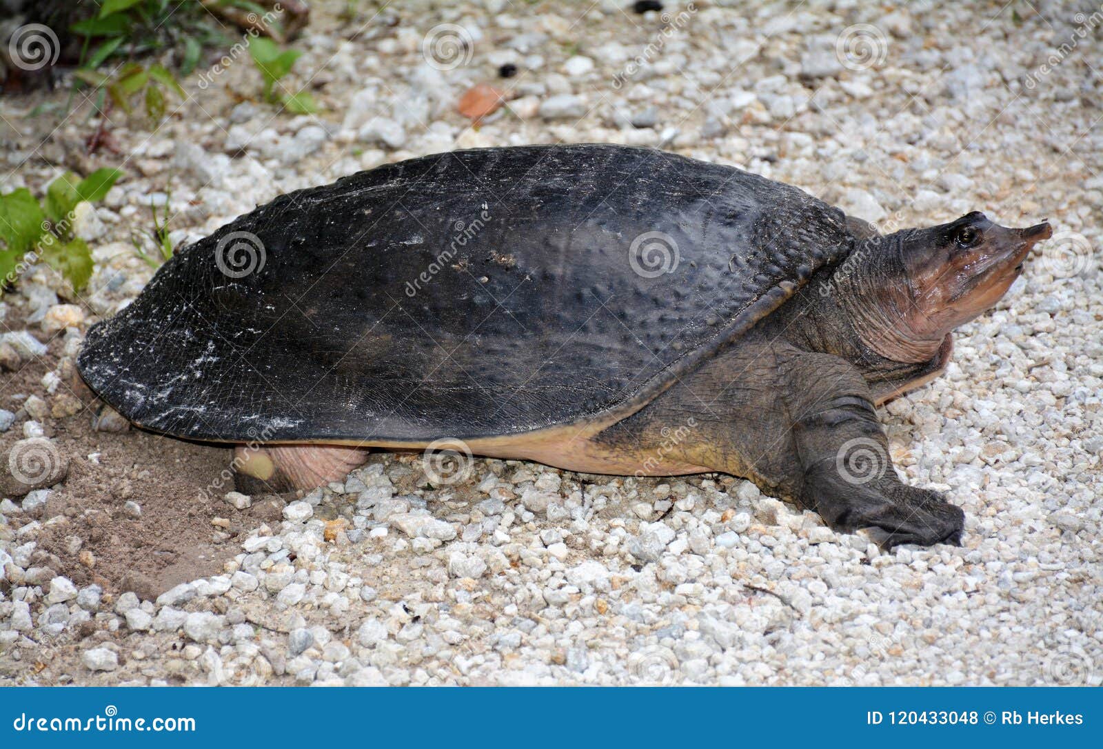Softshell Turtle Apalone Ferox Laying Eggs Along Monroe Junction ...