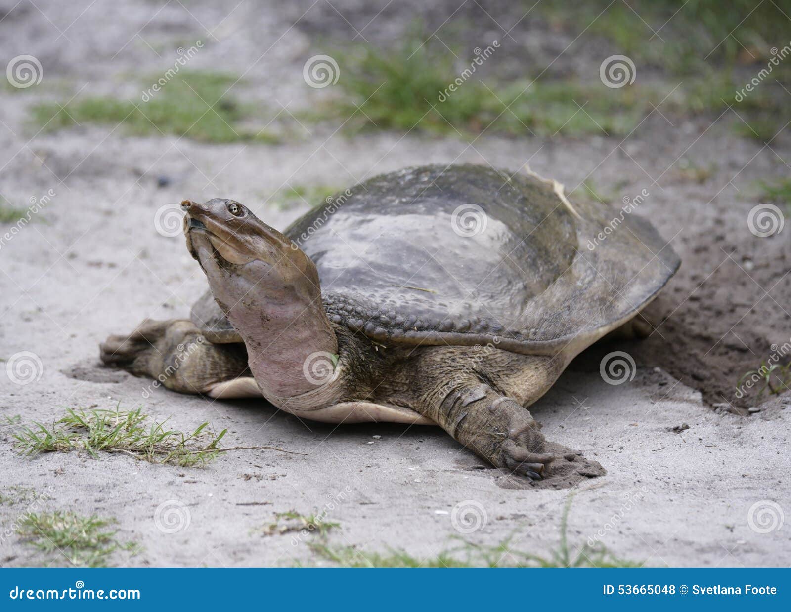 Softshell Turtle stock photo. Image of nest, sand, animal - 53665048