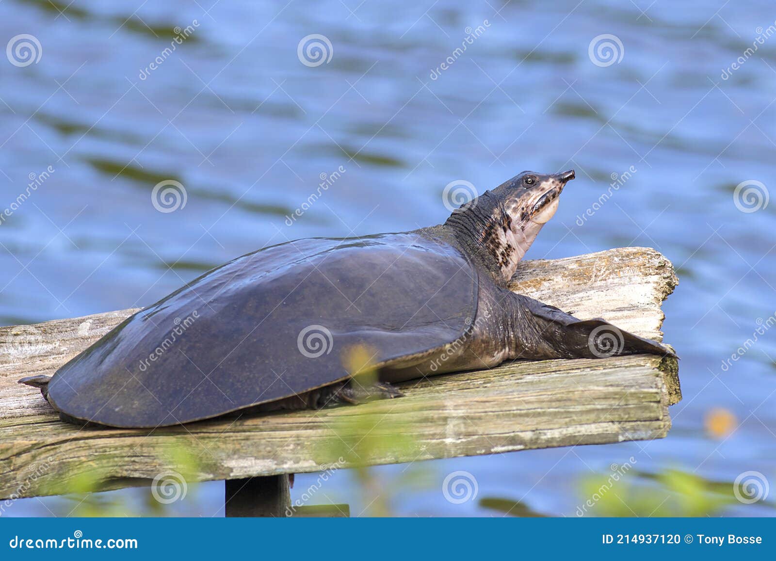 Softshell Turtle Resting stock photo. Image of environment - 214937120