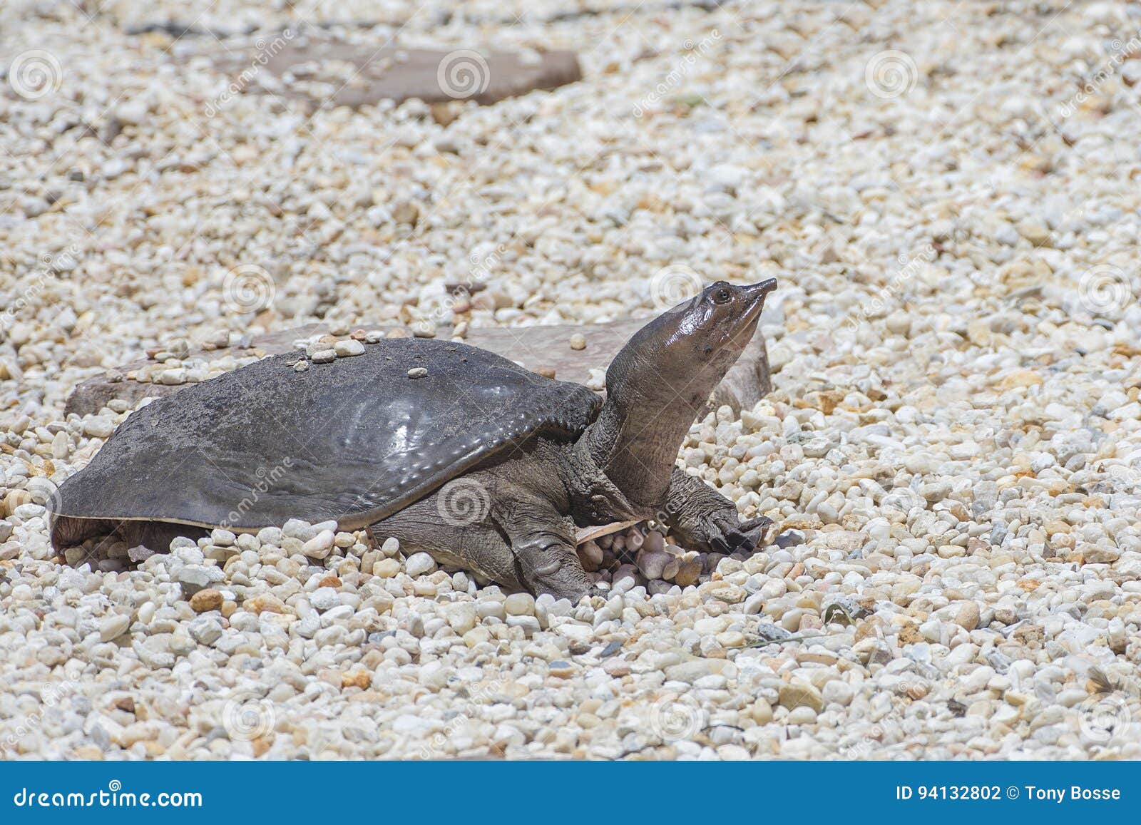 Softshellschildpad Die Eieren Leggen Stock Foto - Image of amfibie ...