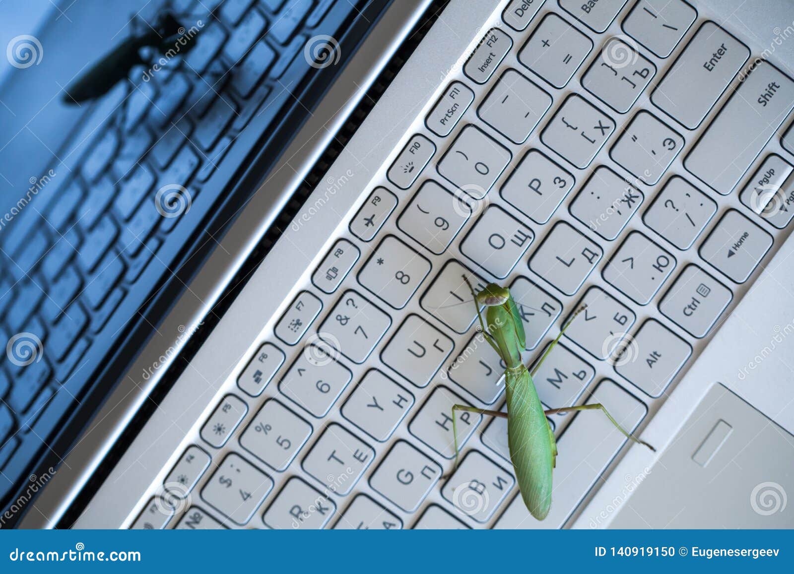 Software Bug Metaphor, Mantis on Keyboard Stock Photo - Image of data ...