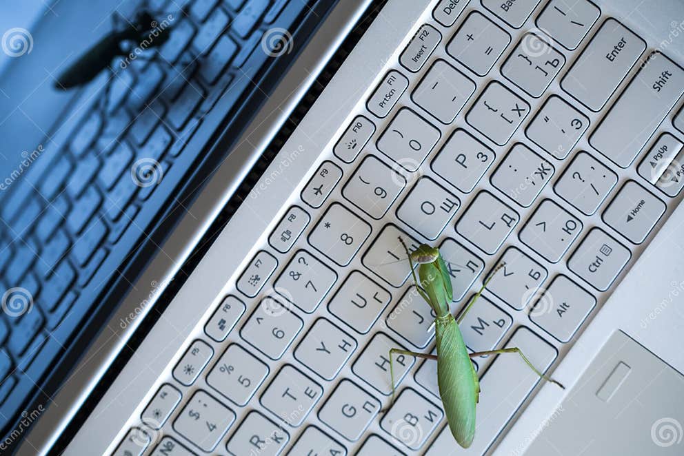 Software Bug Metaphor, Mantis on Keyboard Stock Photo - Image of data ...