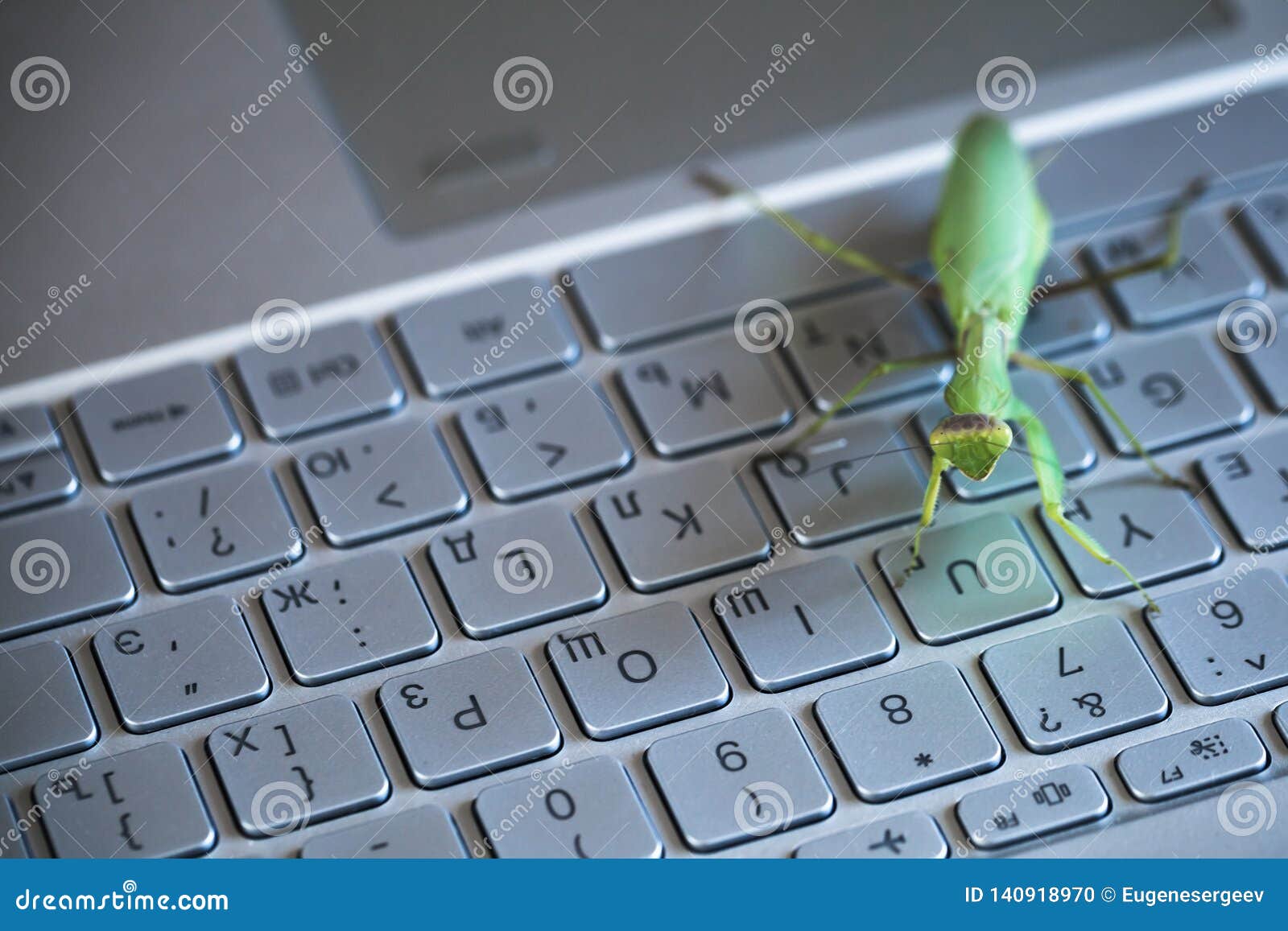 Software Bug Metaphor, Mantis on Keyboard Stock Photo - Image of ...