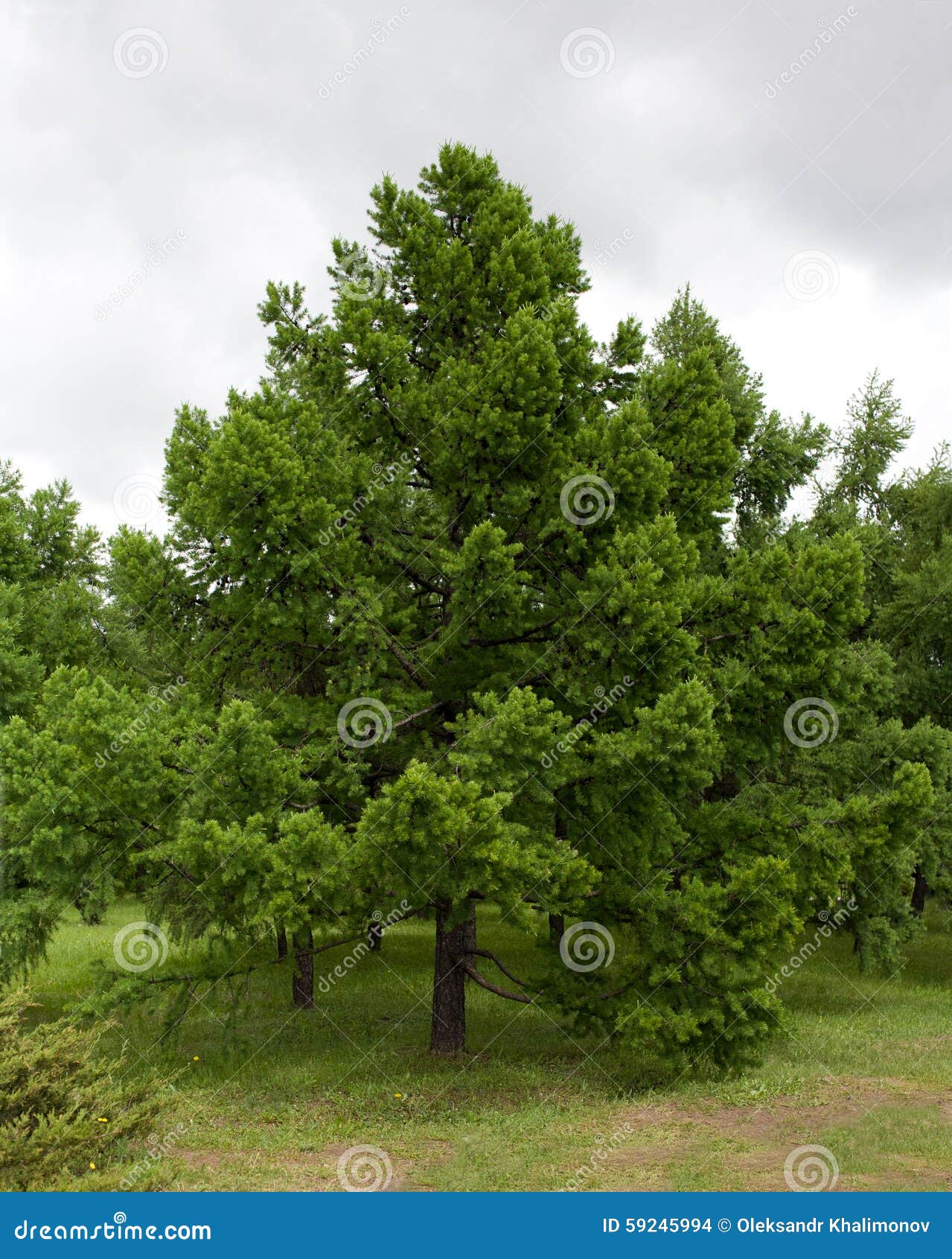 Softwood larch stock photo. Image of soft, tree, softwood - 59245994