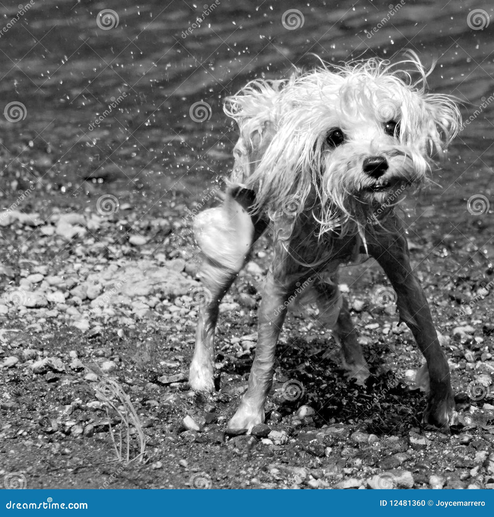 Soggy Doggy stock photo. Image of canine, unhappy, black - 12481360