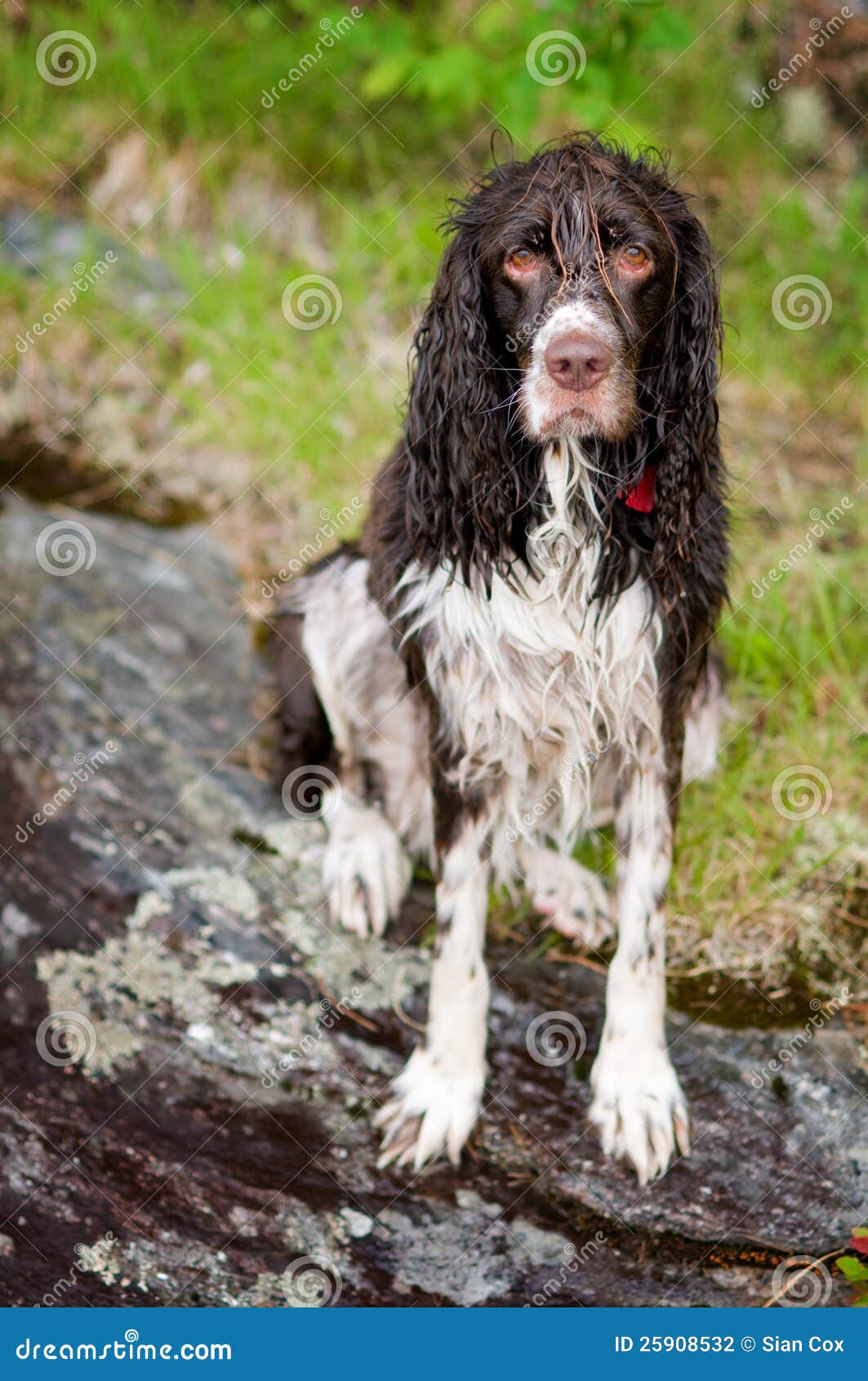 Soggy doggy stock photo. Image of dripping, outdoors - 25908532
