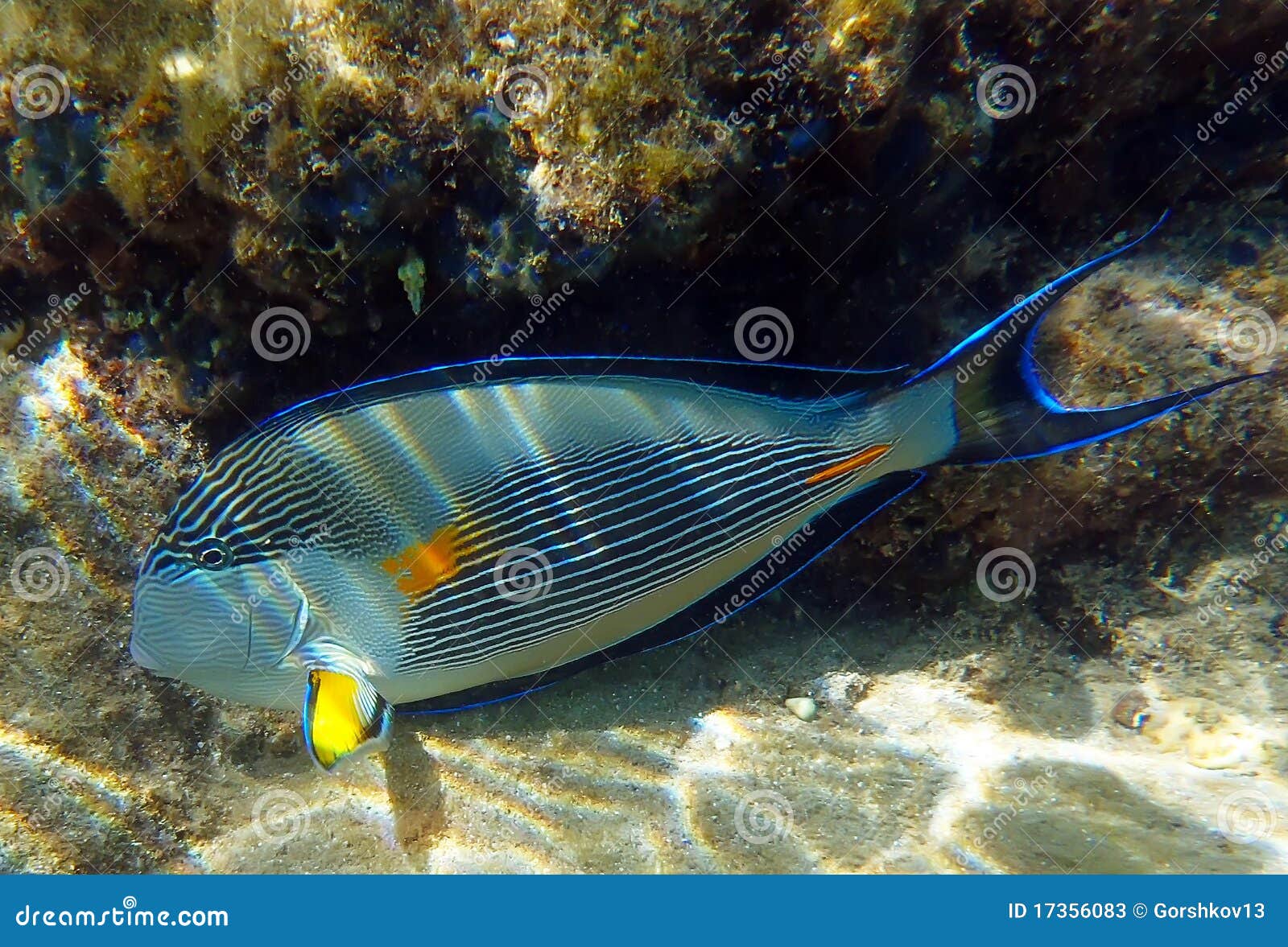 Sohal fish stock image. Image of species, national, scientific - 17356083