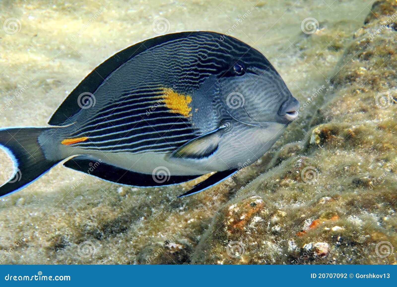 Sohal surgeon-fish stock photo. Image of biology, solid - 20707092