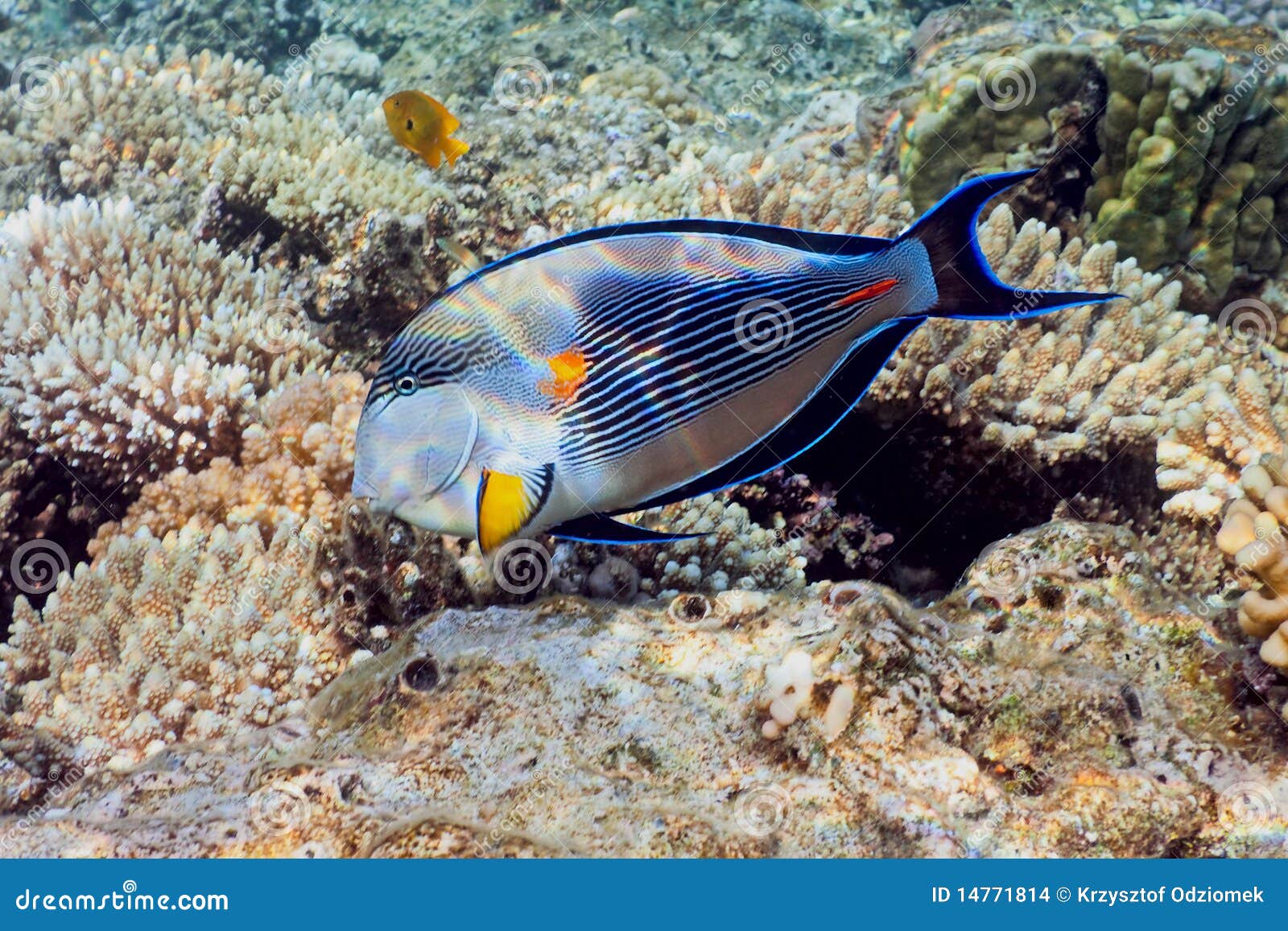 Sohal Surgeonfish stock photo. Image of animal, soft - 14771814