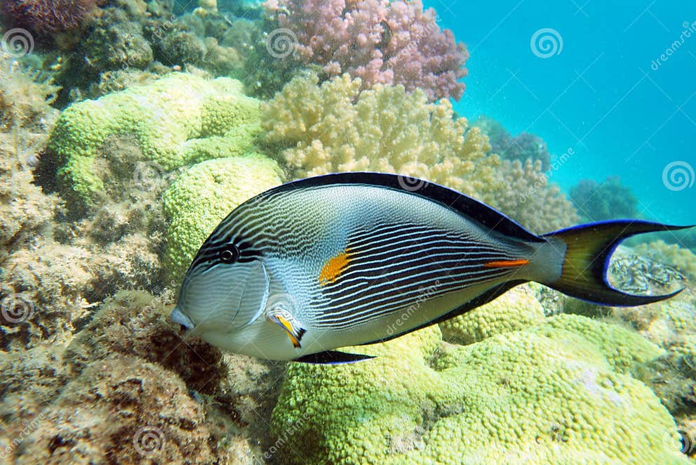 Sohal surgeonfish stock image. Image of beautiful, cruise - 19726381