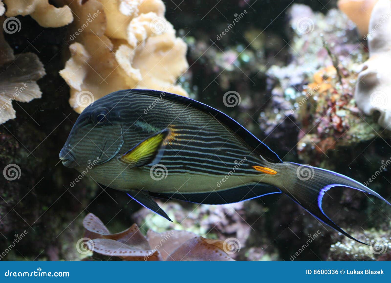 Sohal Surgeonfish Picture. Image: 8600336