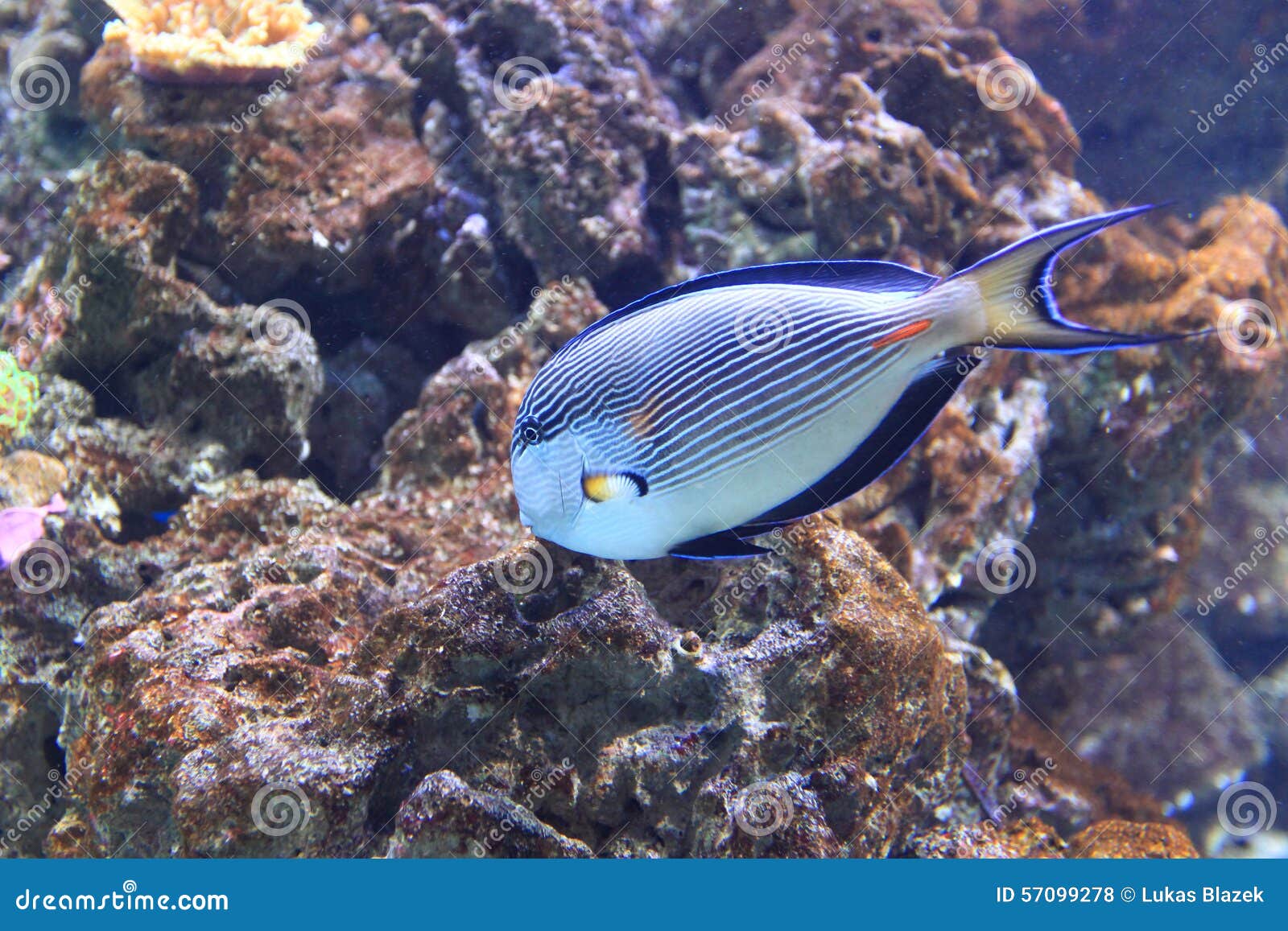 Sohal surgeonfish stock photo. Image of wildlife, tang - 57099278
