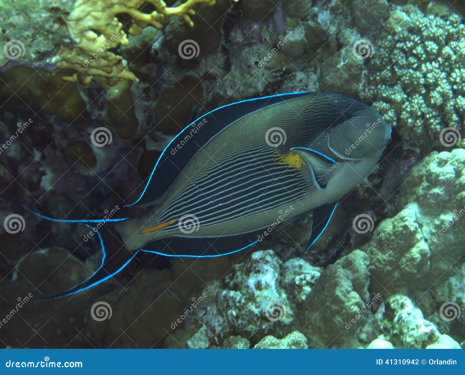 Sohal surgeonfish stock photo. Image of underwater, world - 41310942