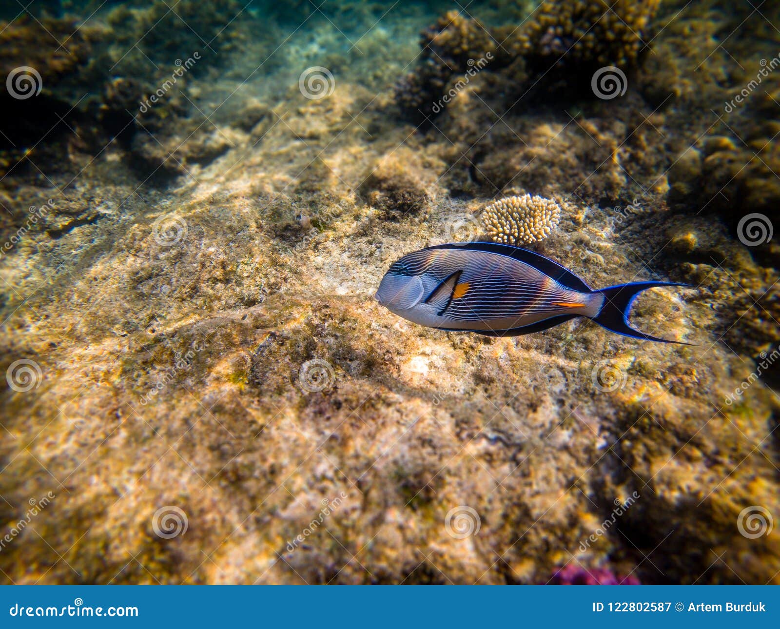 Shoal Surgeonfish Acanthurus Sohal In The Red Sea, Egypt. Stock ...