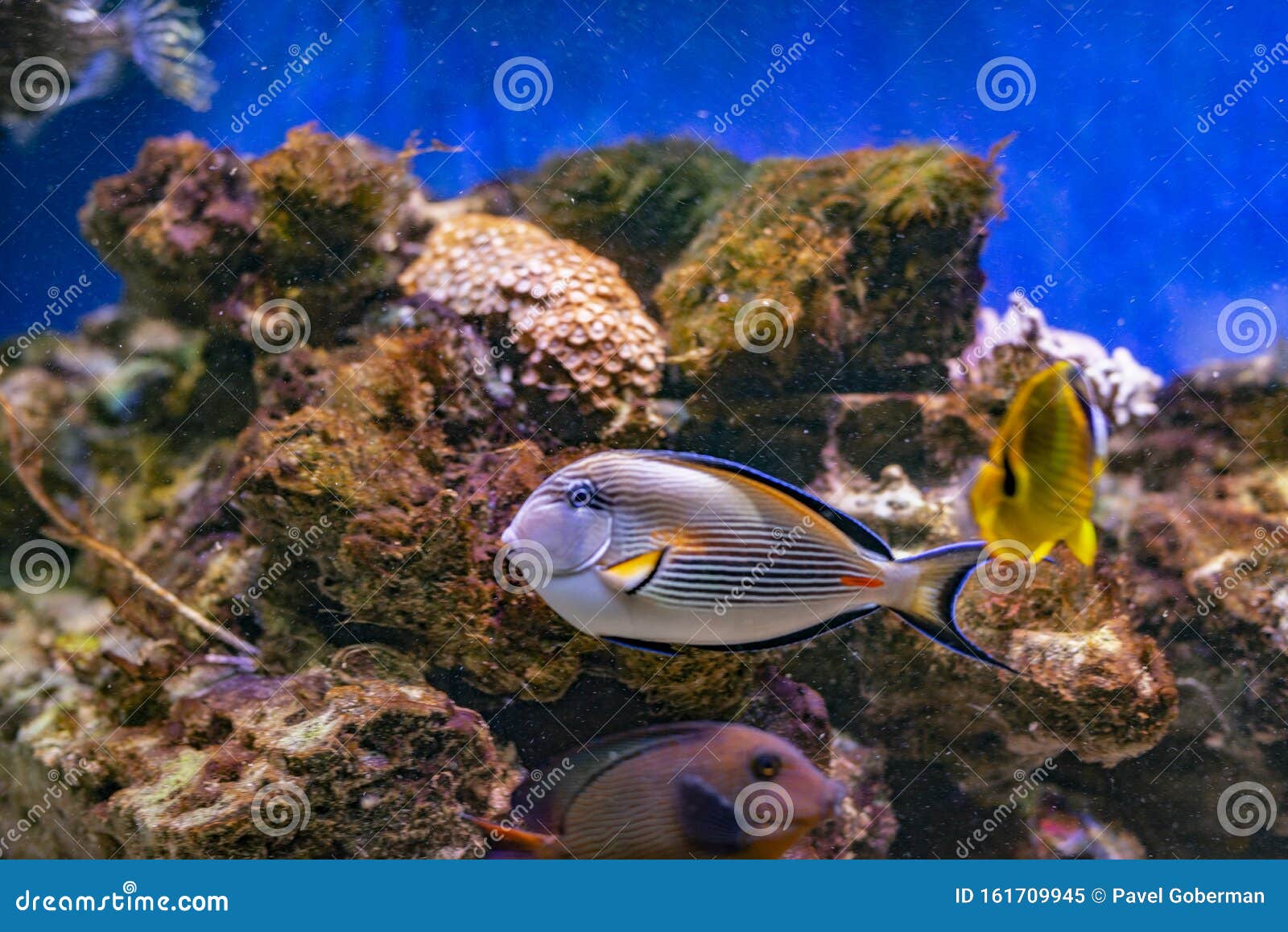 Sohal Surgeonfish Tang Acanthurus Sohal in Aquarium Stock Image - Image ...