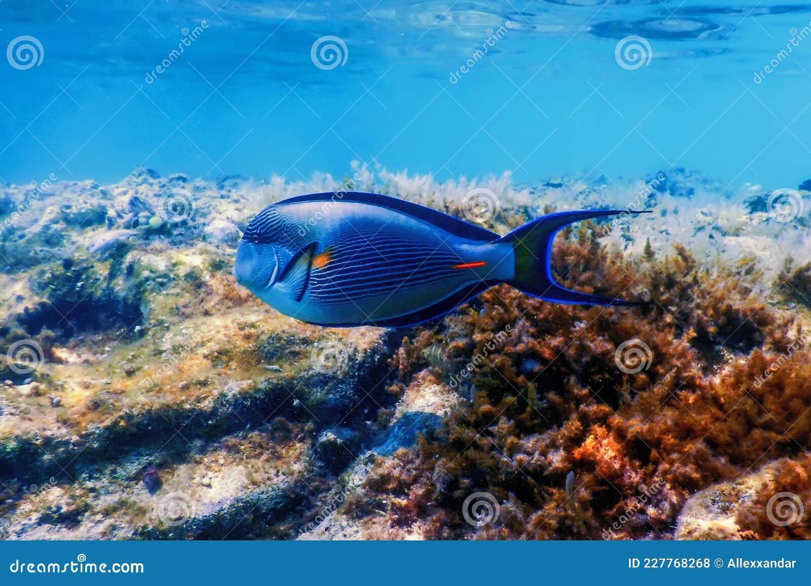 The Sohal Surgeonfish, Sohal Tang Acanthurus Sohal Stock Photo - Image ...