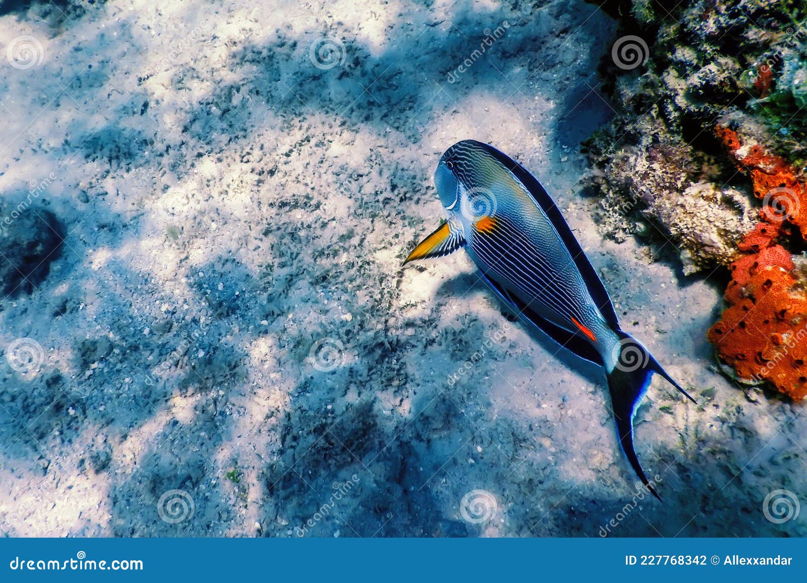 The Sohal Surgeonfish, Sohal Tang Acanthurus Sohal Stock Photo - Image ...