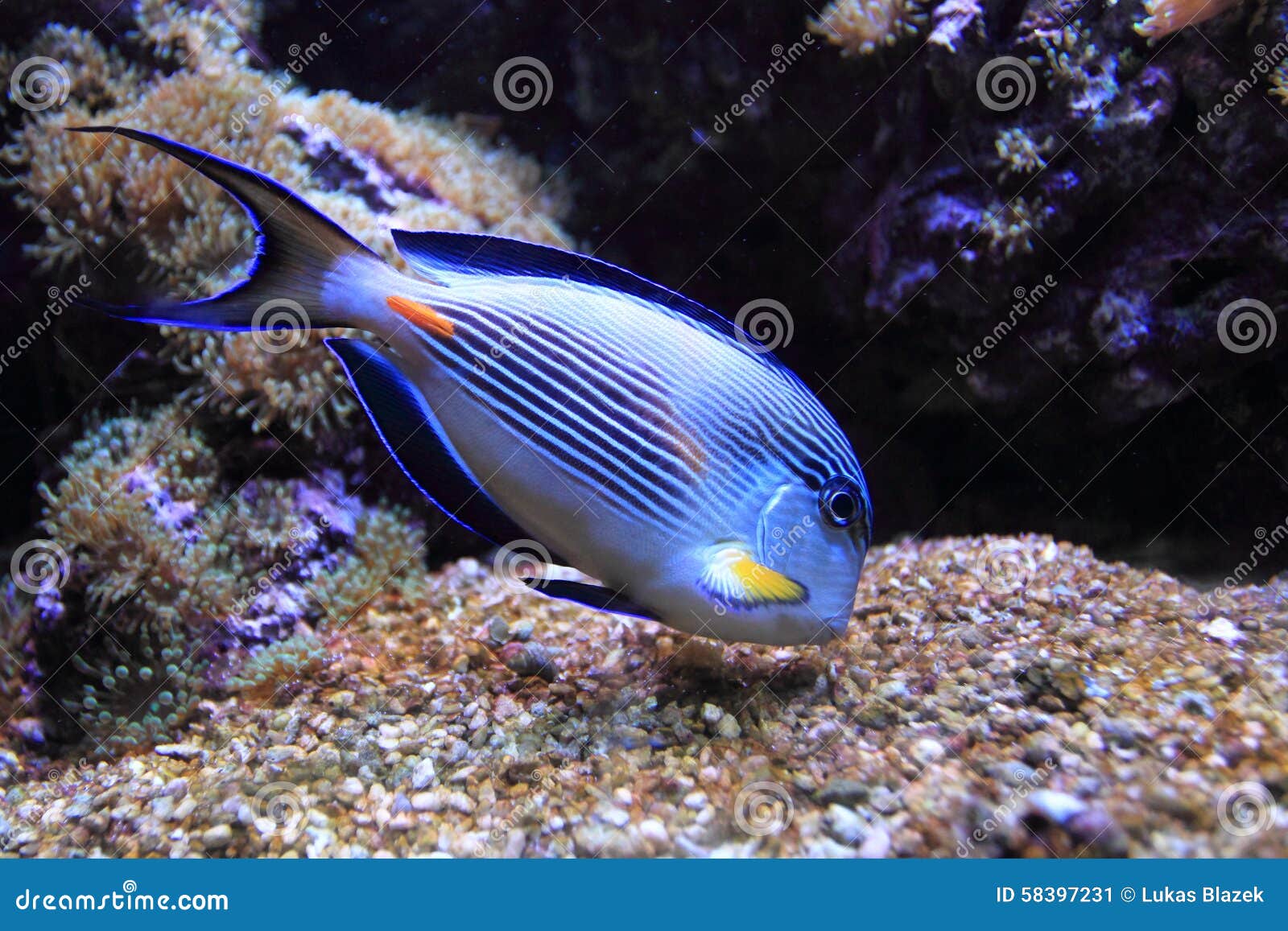 Sohal tang stock image. Image of wild, floating, water - 58397231