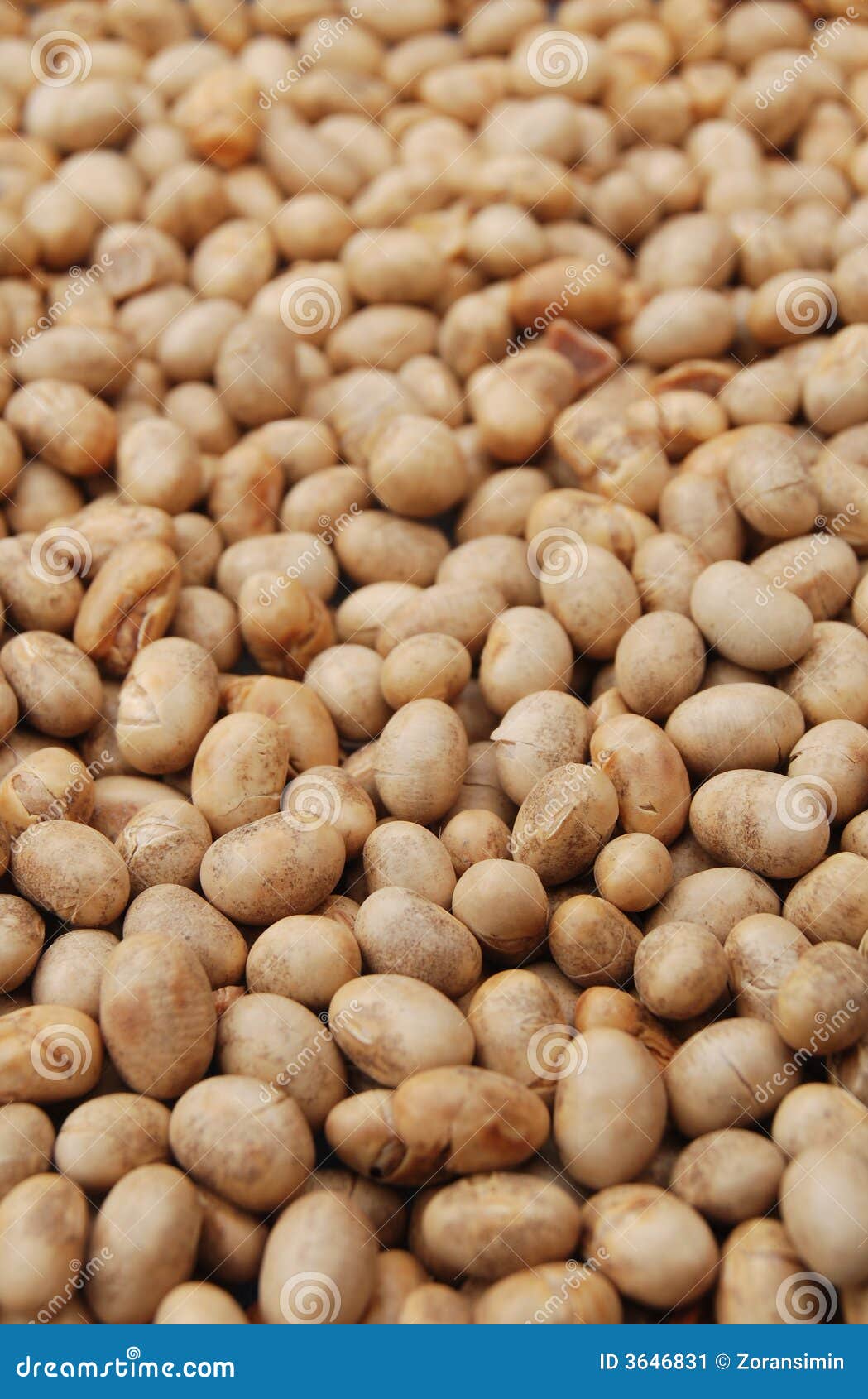 Soia 02 immagine stock. Immagine di sano, organico, seme - 3646831